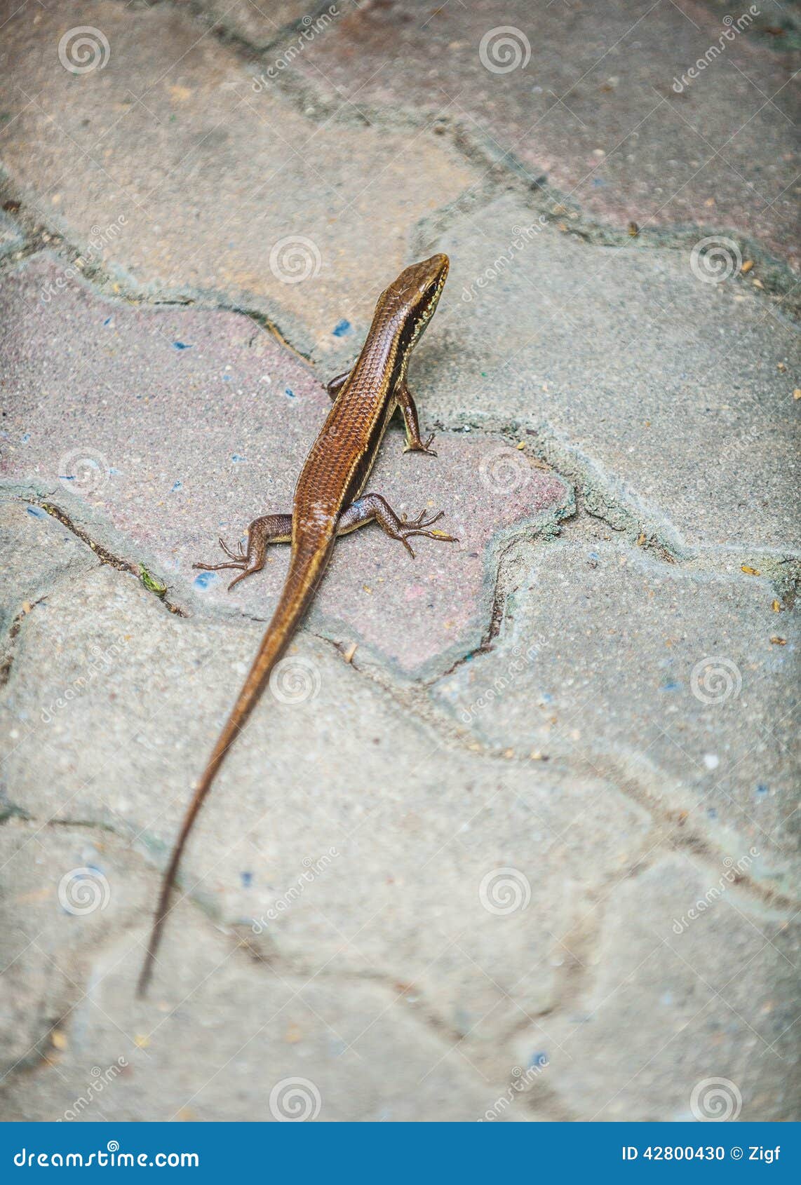 Small nimble lizard stock photo. Image of european, lizards - 42800430