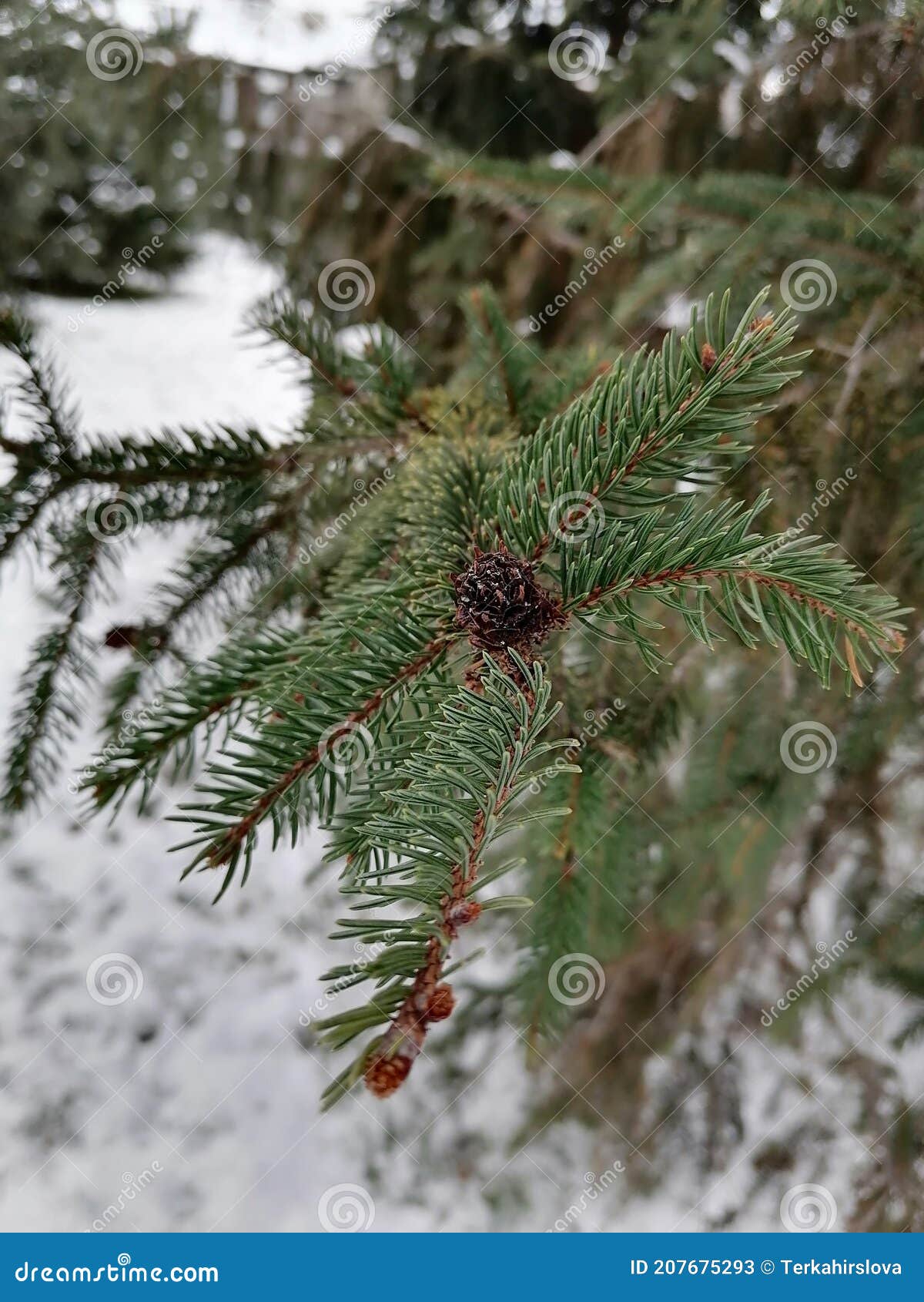 Small nob stock image. Image of snow, branch, spruce - 207675293