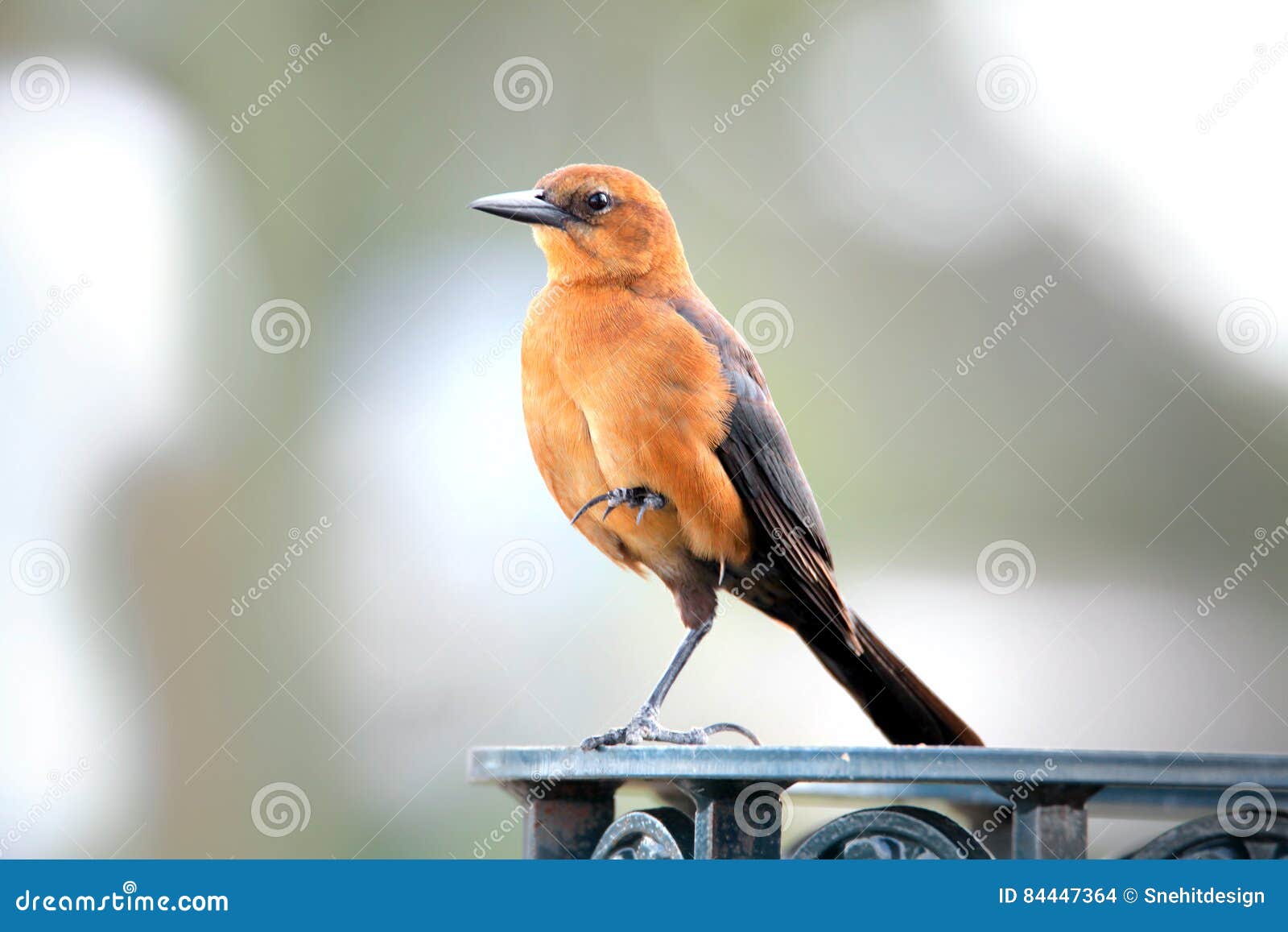 Small Northern Mocking Bird Stock Photo - Image of northern, bird: 84447364