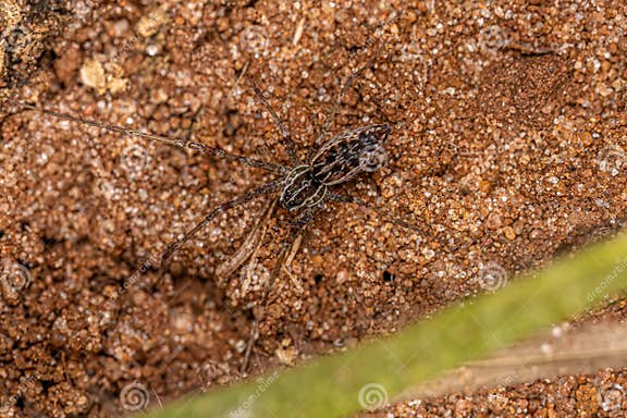 Small Nursery Web Spider stock photo. Image of green - 255484152