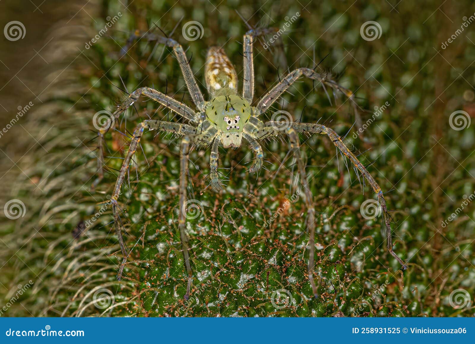 Small Nursery Web Spider stock image. Image of green - 258931525