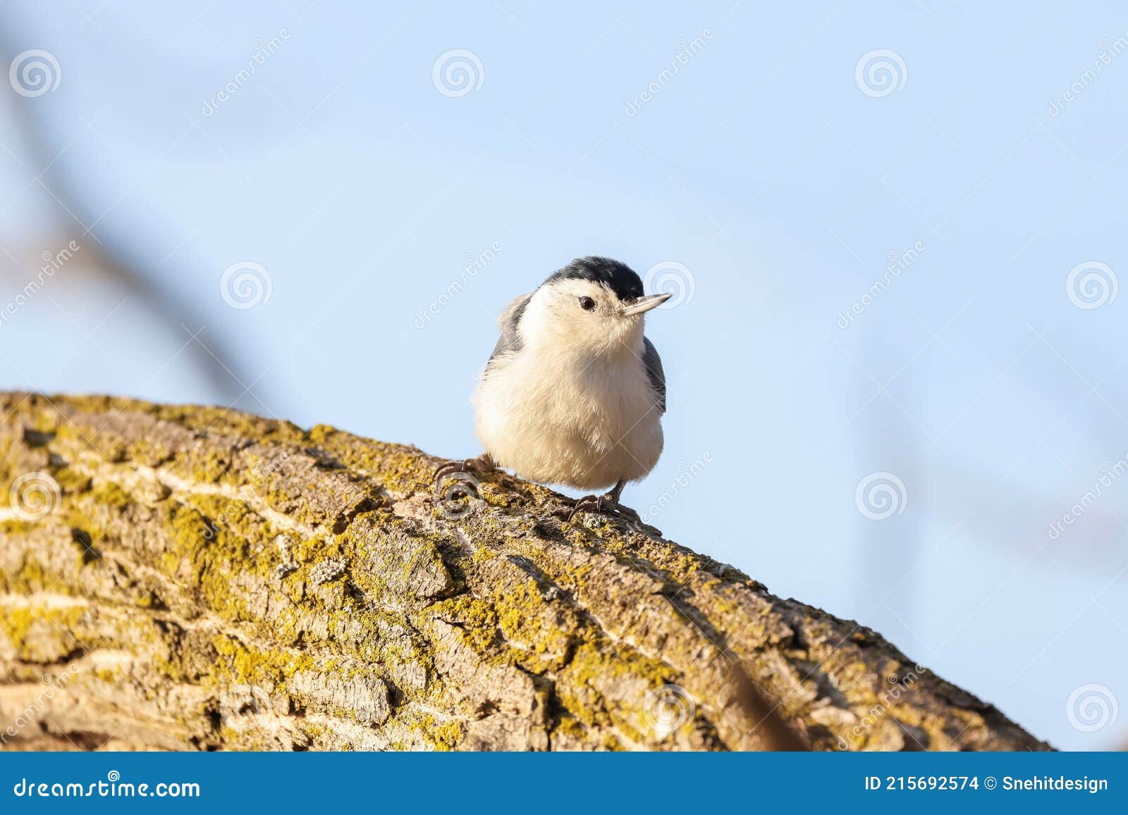 Small Nuthatch Bird on a Tree Branch Stock Photo - Image of outdoors ...
