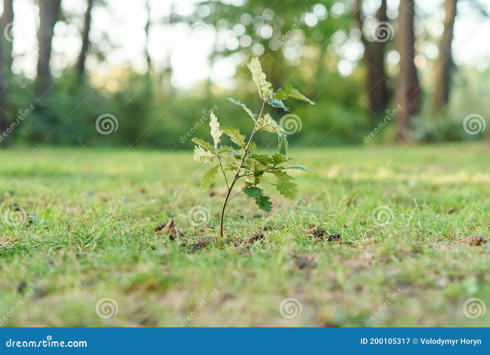 Small Oak Sapling Freshly Planted at Summer Forest. Nature Friendly ...