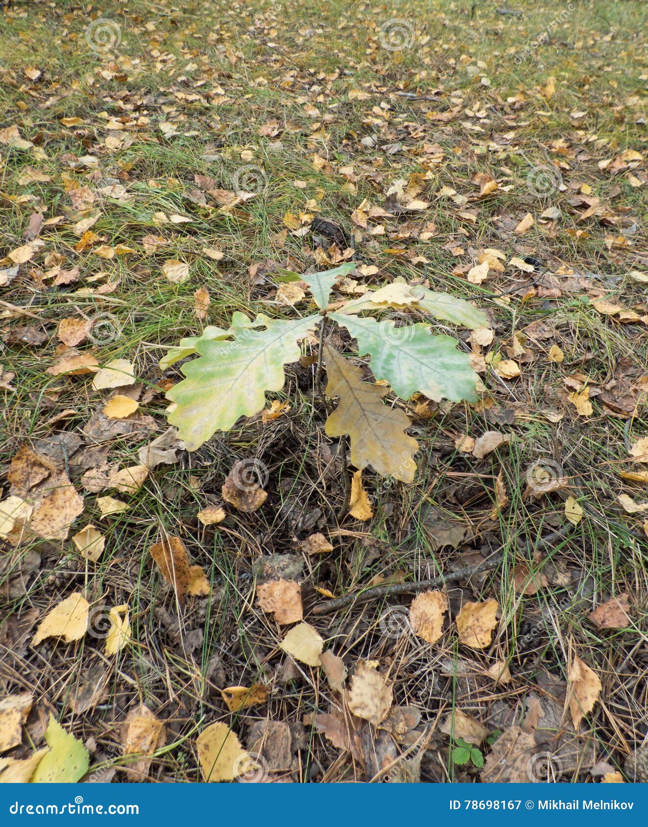 Small Oak Sprout among Dry Fallen Leaves in the Forest Stock Image ...