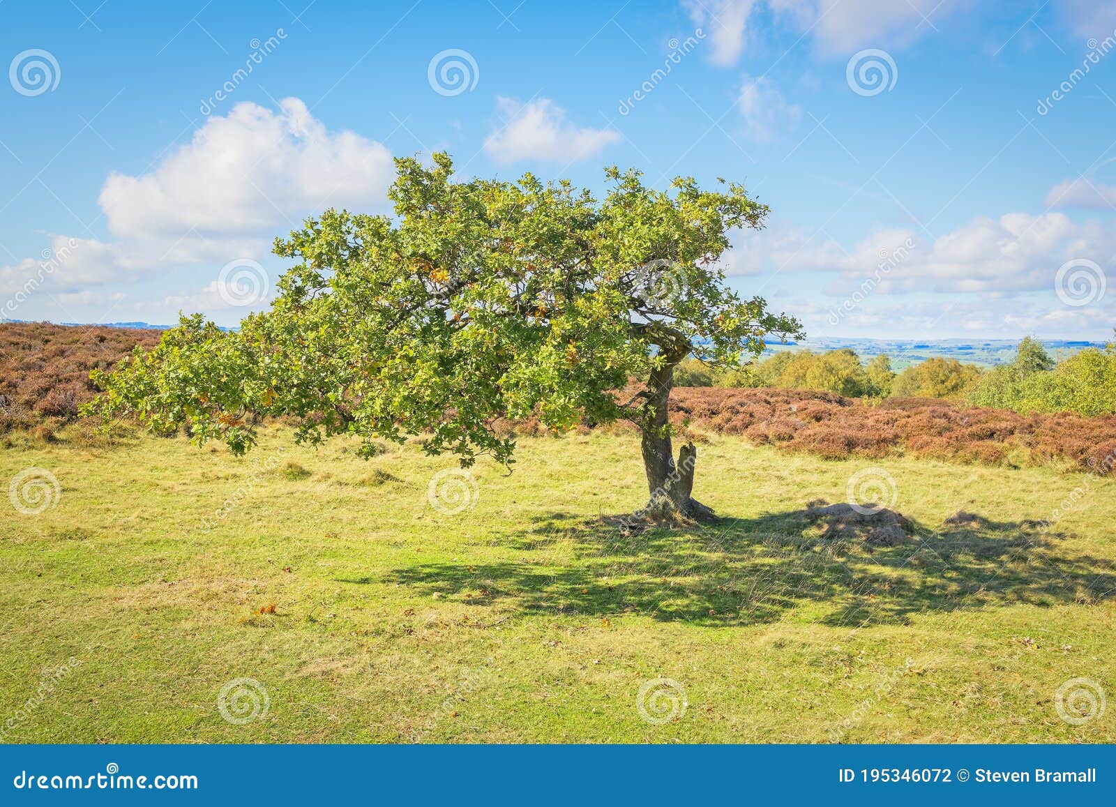 Windswept and Bent Oak Tree on Stanton Moor in Derbyshire. Stock Photo ...