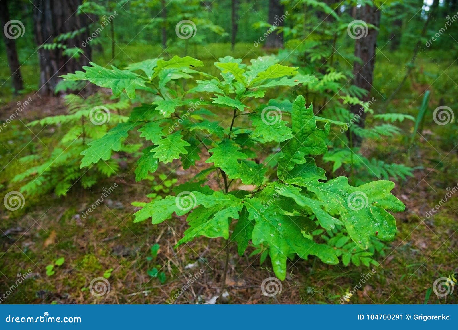 Small Oak Tree in the Forest Stock Image - Image of background, nature ...