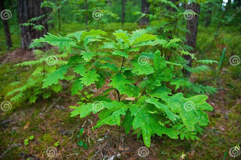 Small Oak Tree in the Forest Stock Image - Image of background, nature ...