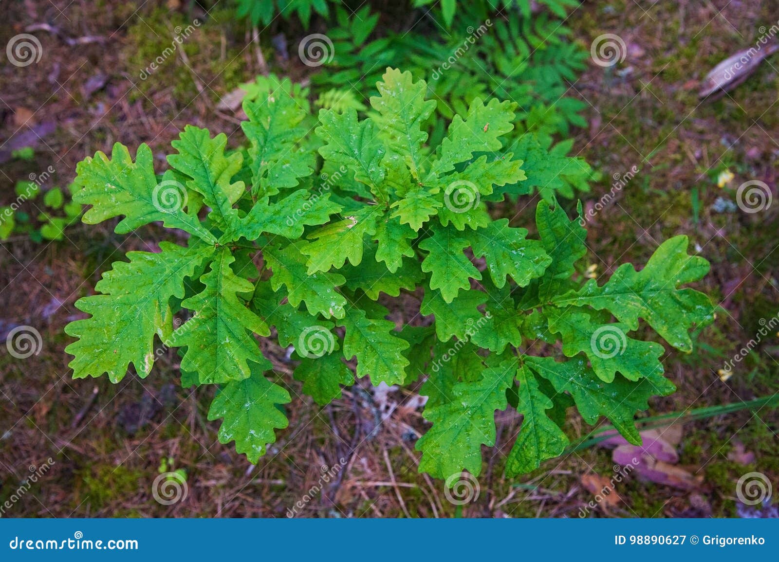Small Oak Tree in the Forest Stock Image - Image of nature, growth ...