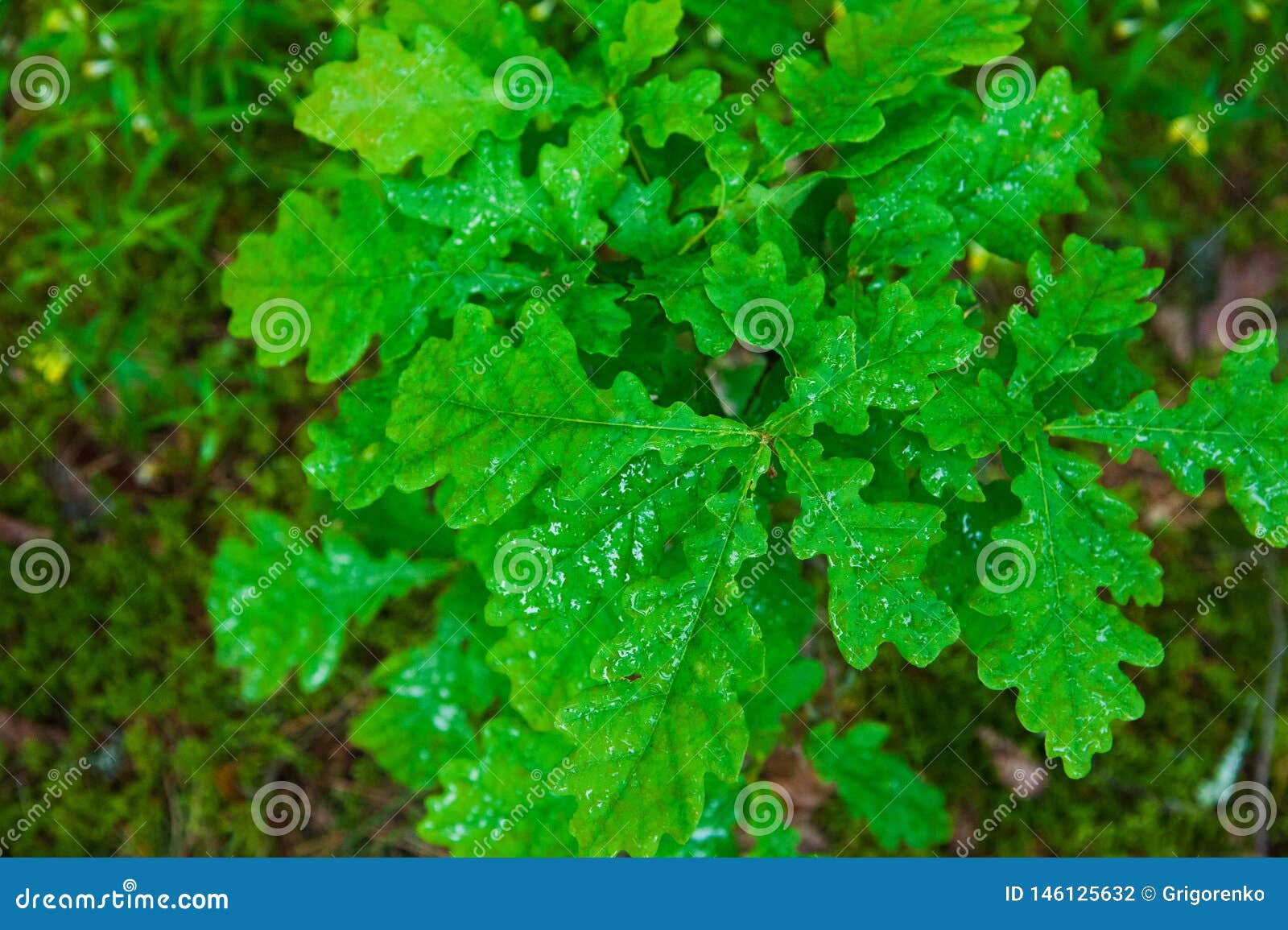 Small Oak Tree in the Forest Stock Photo - Image of young, plant: 146125632