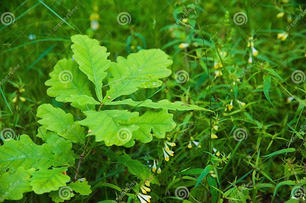 Small Oak Tree in the Forest Stock Image - Image of summer, green: 98083147