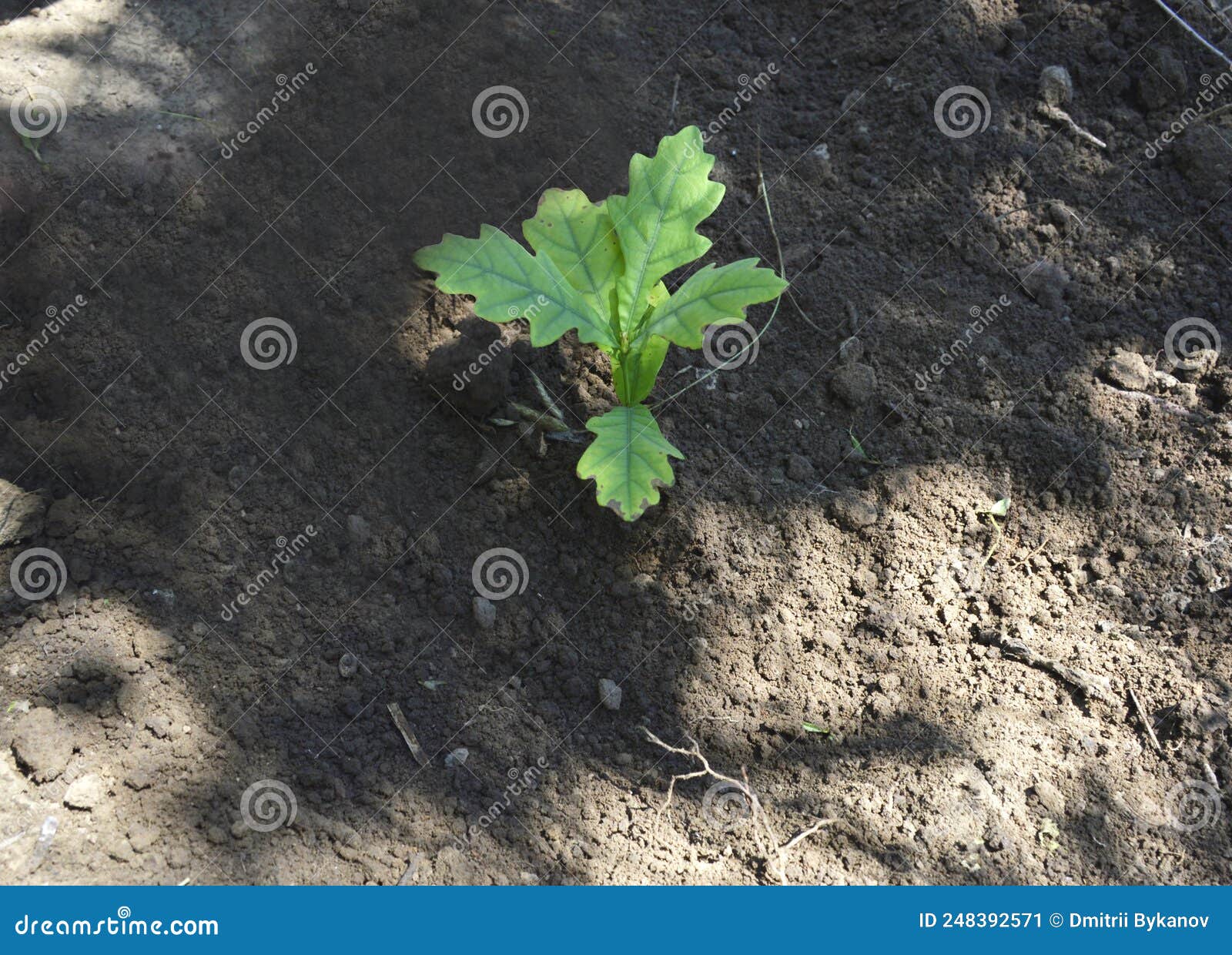 Small Oak Tree in the Garden. Oak Tree Planted in Soil Substrate Stock ...