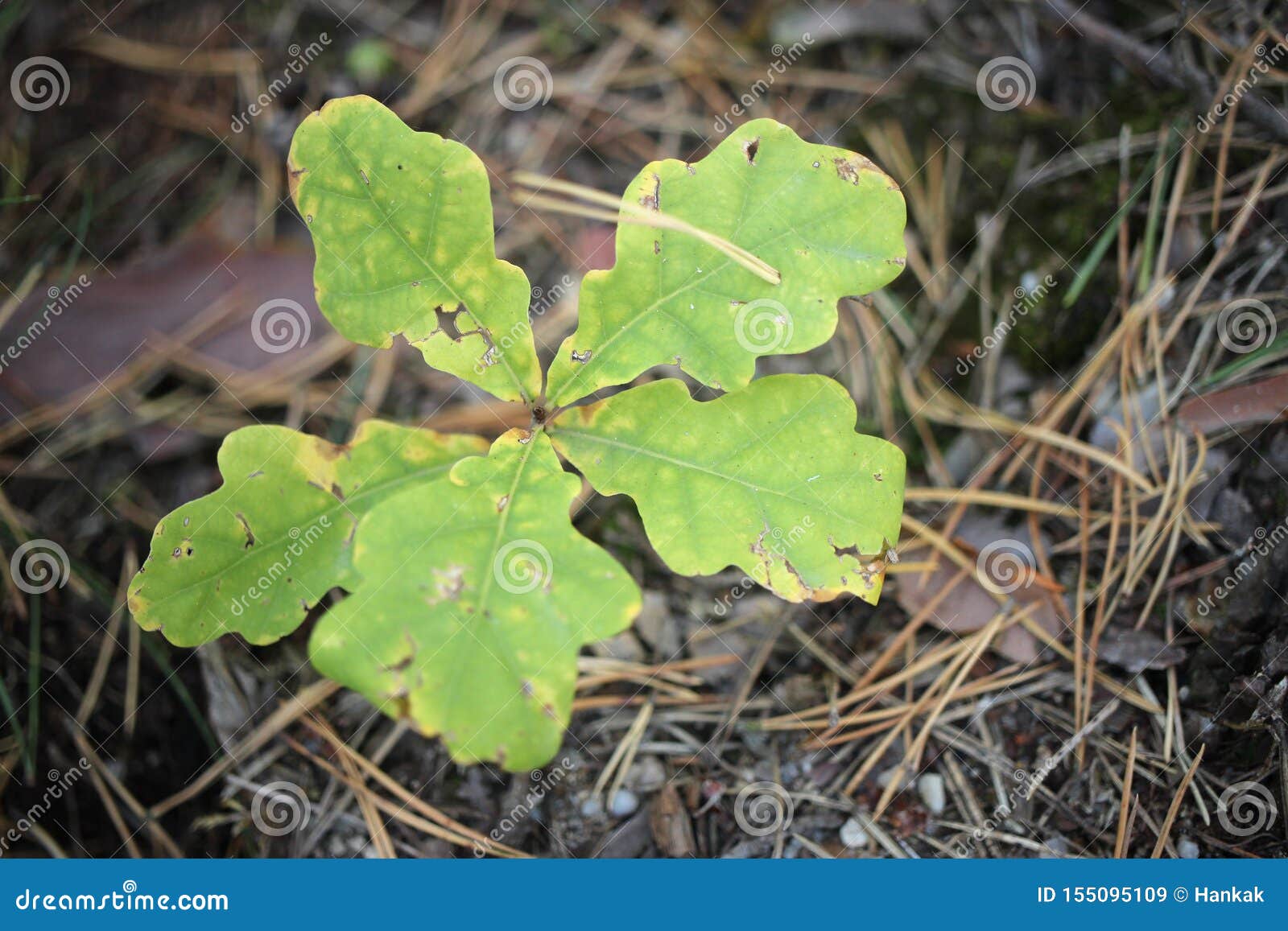 Small oak tree, leaves stock image. Image of garden - 155095109