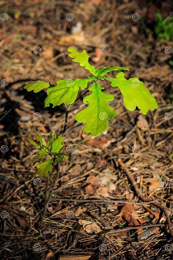 Small oak tree sprout stock image. Image of branch, growth - 73265585