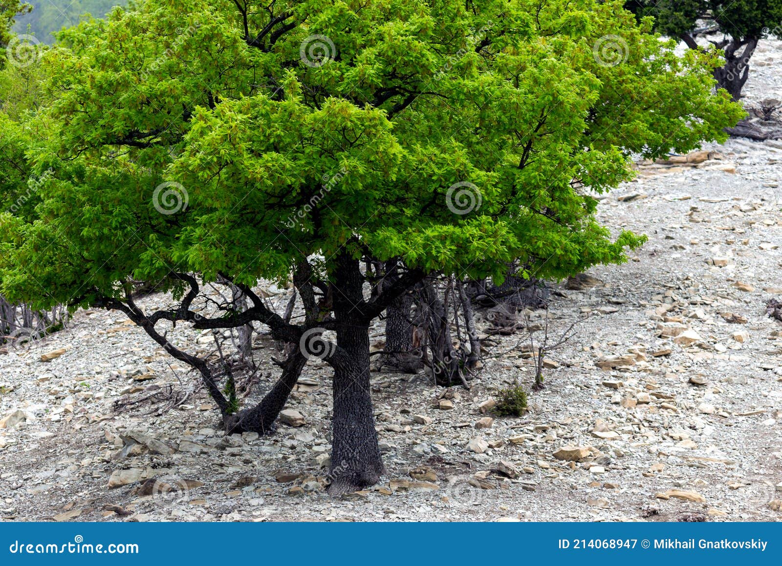 Small Oak Trees on Stone Surface in Mountain Area Stock Image - Image ...