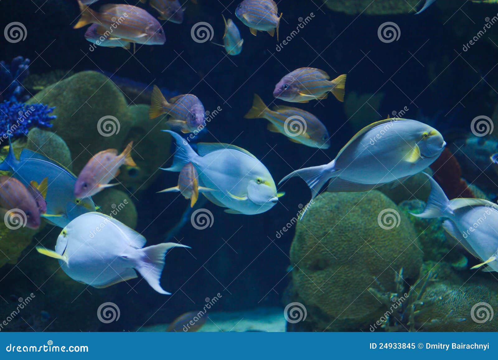 83,839 Ocean Fish Swimming Stock Photos - Free & Royalty-Free Stock ...
