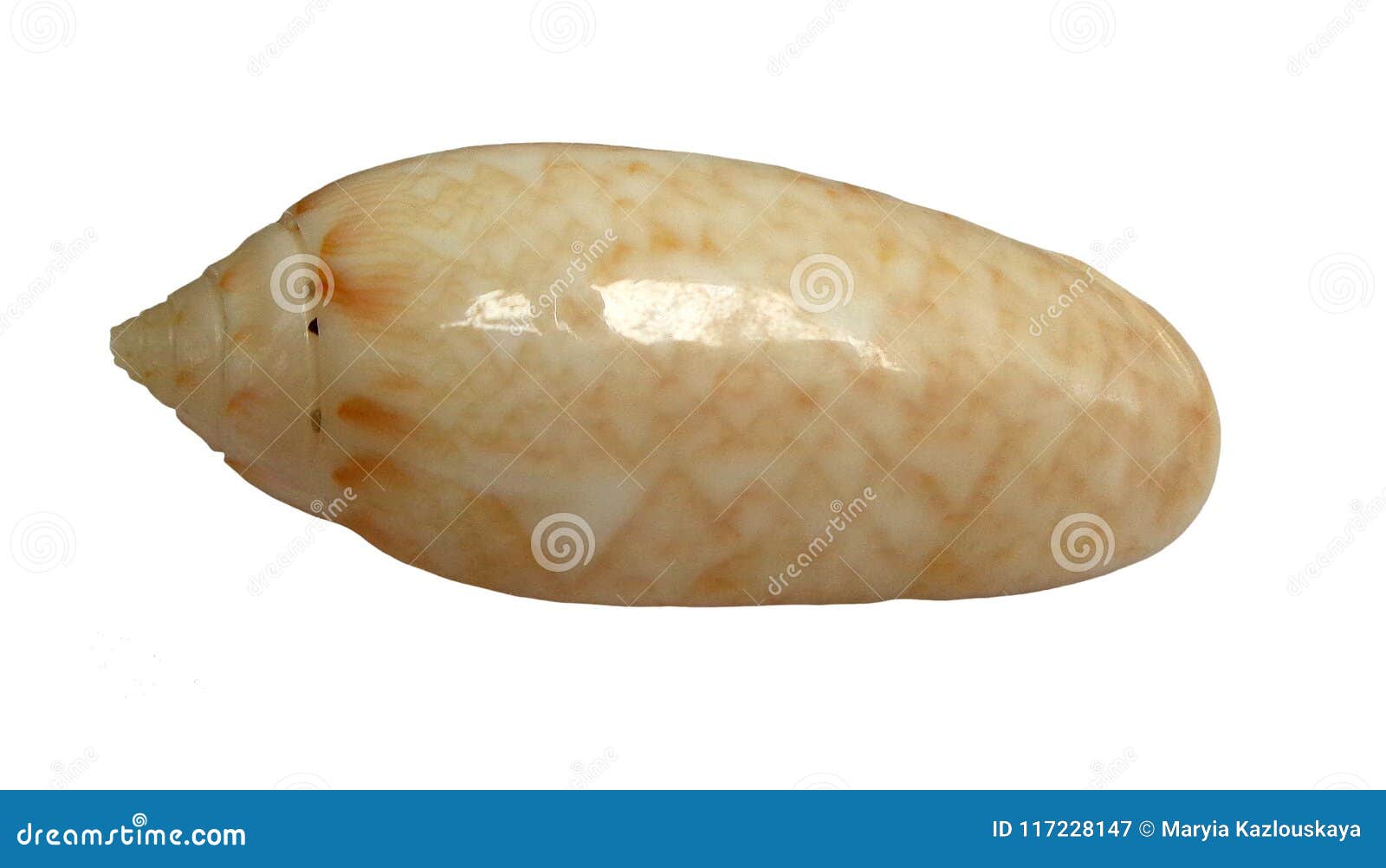 Small oceanic spiral shell stock image. Image of sand - 117228147