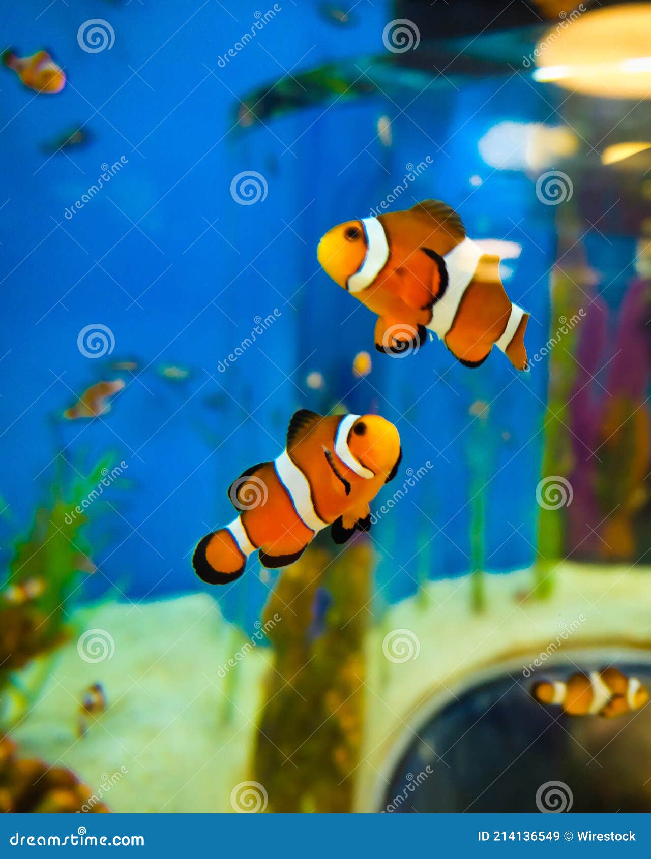 Ocellaris Clownfishes Swimming In The Magnificent Sea Anemone Royalty ...