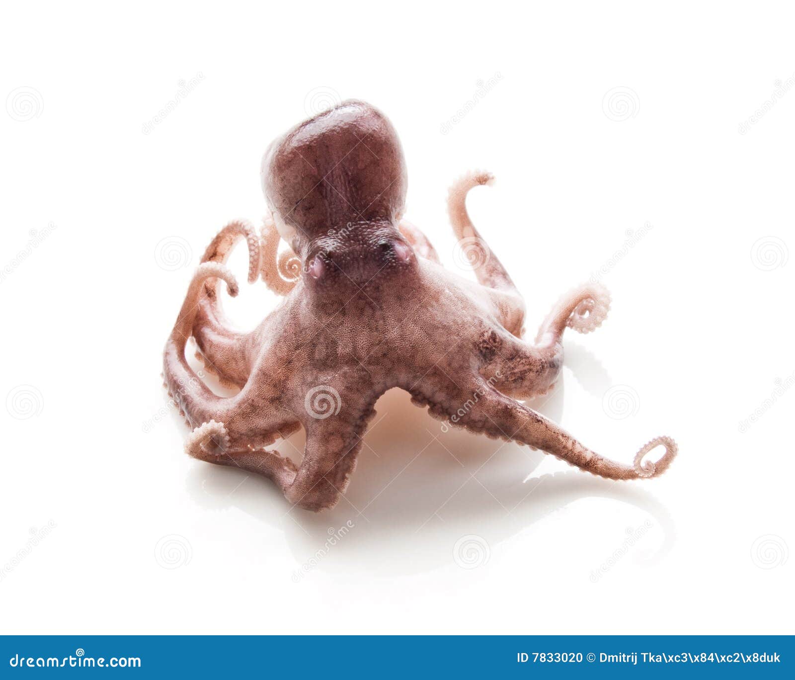 Small octopus stock photo. Image of ocean, healthy, isolated - 7833020
