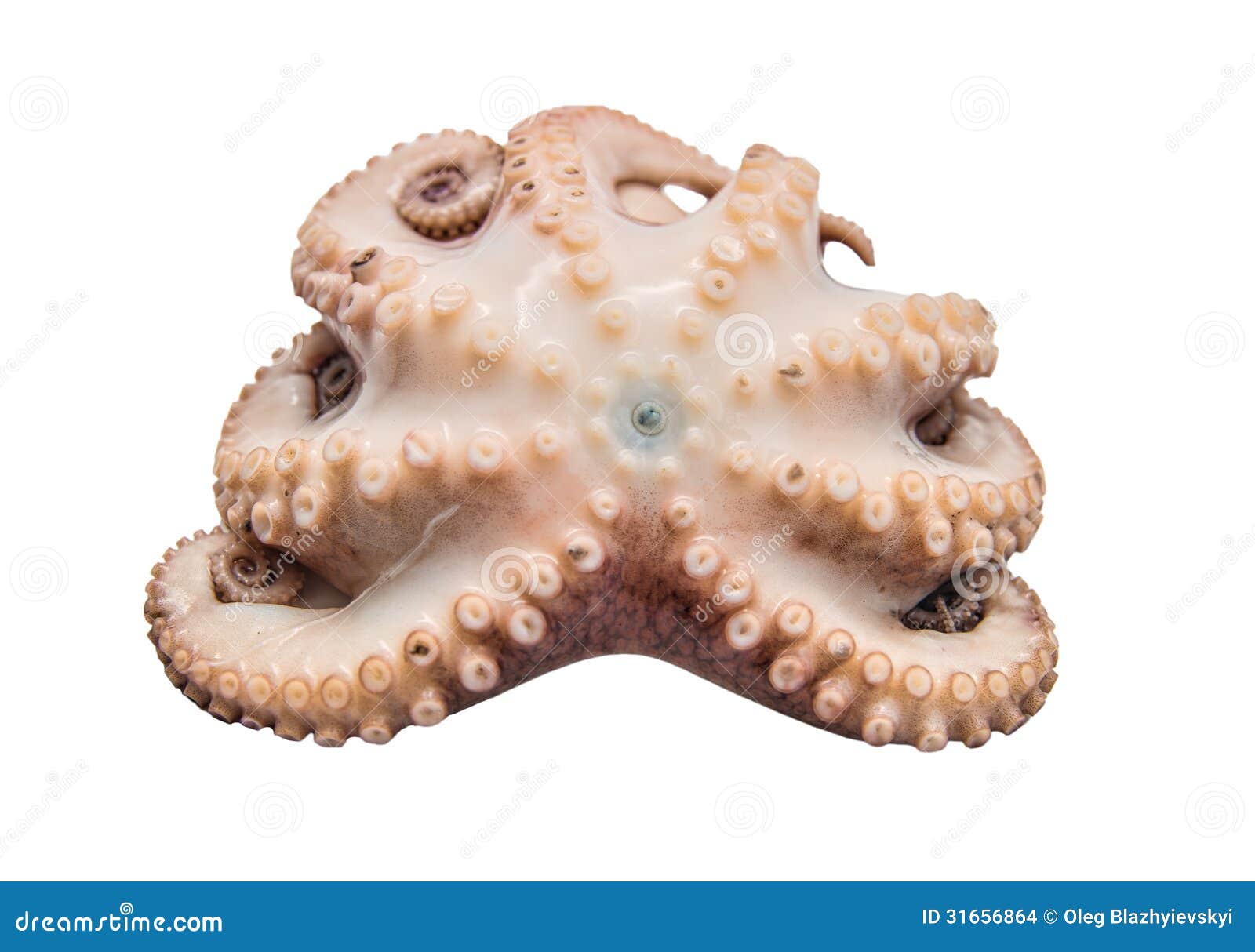 Small Octopus Stock Images - Image: 31656864