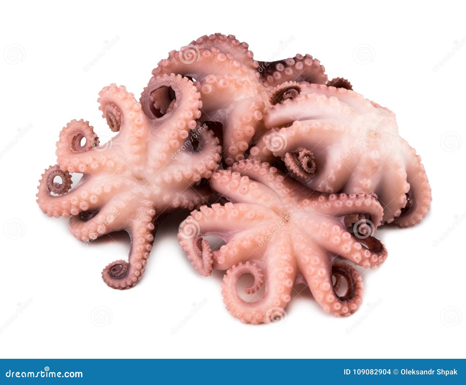 Small Octopus Isolated on White Background. Close Up Stock Photo ...