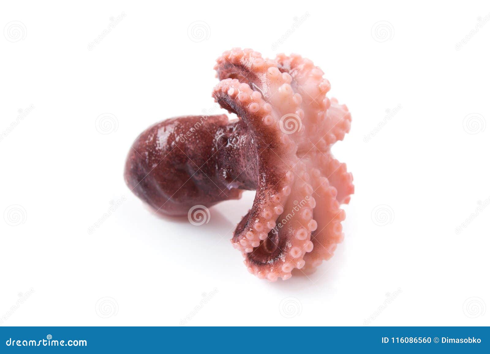 Small octopus isolated stock photo. Image of healthy - 116086560