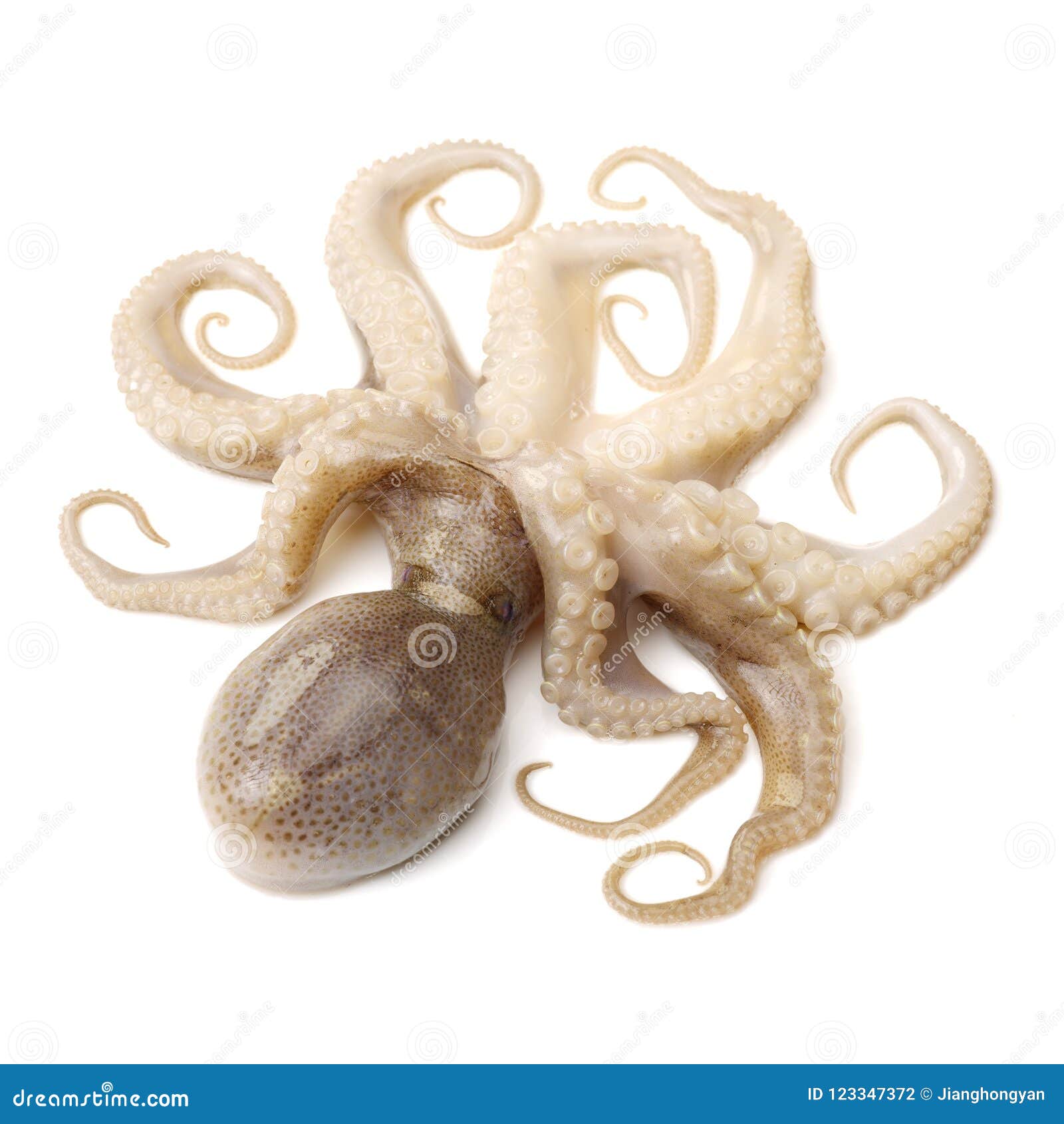 Small octopus stock photo. Image of octopus, creatures - 123347372