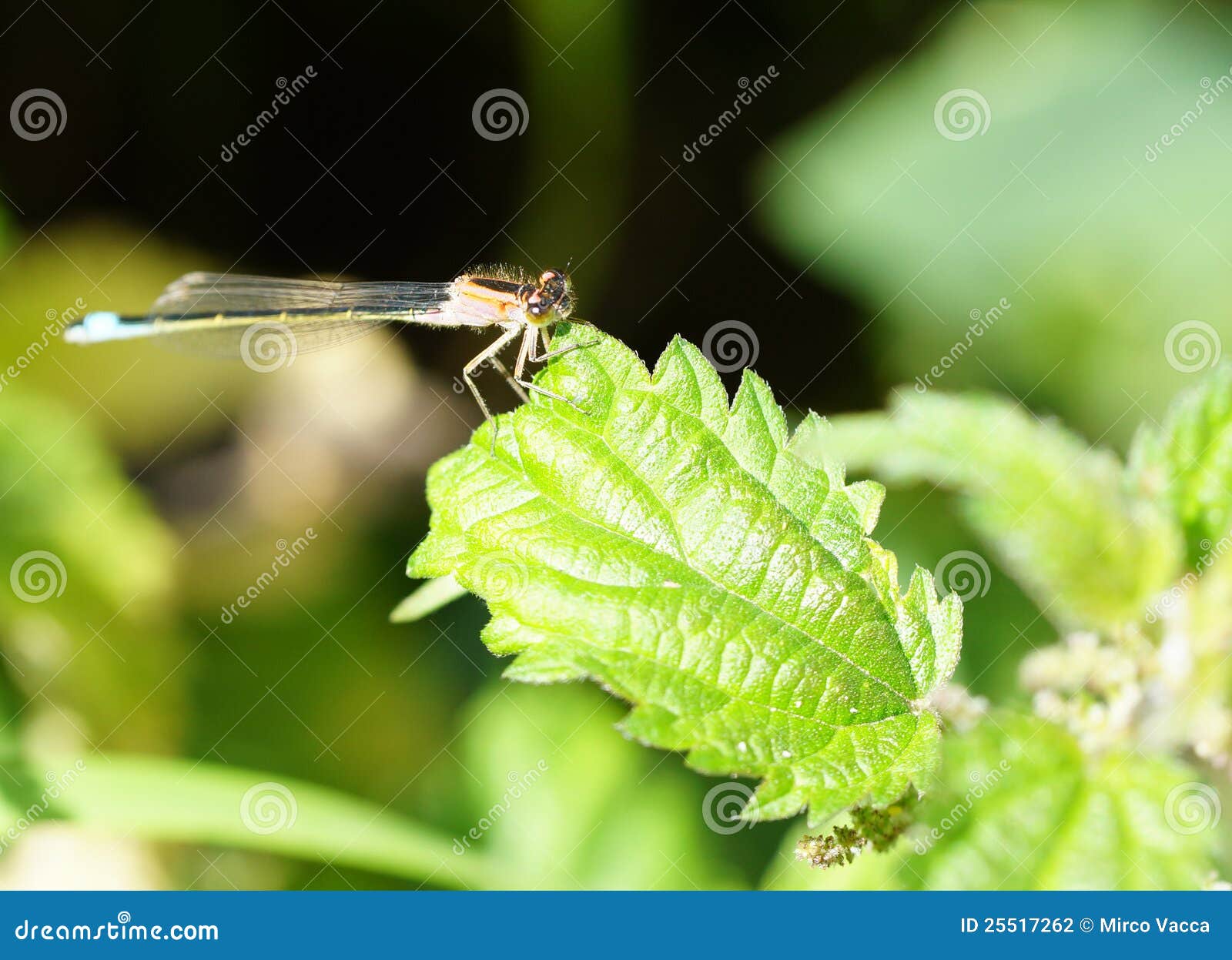 Small odonata stock photo. Image of odonata, leaf, green - 25517262