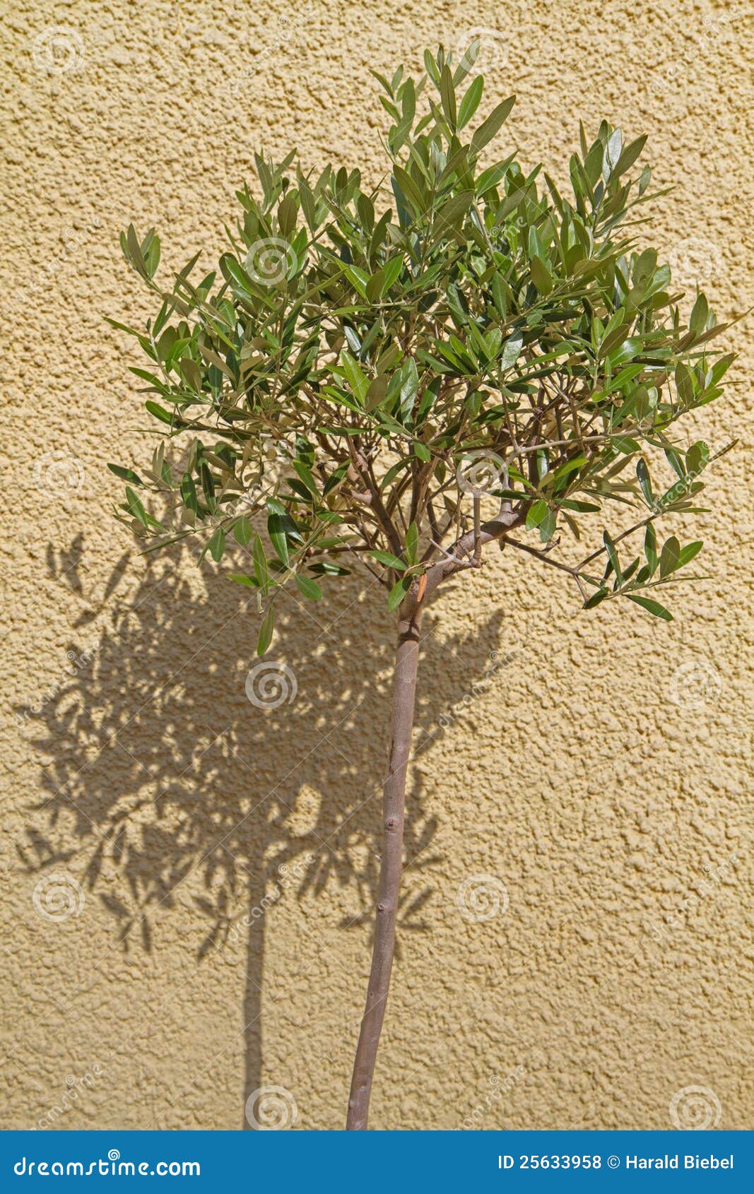 Small Olea Europea Tree Casting Shadow Stock Photo - Image of ...