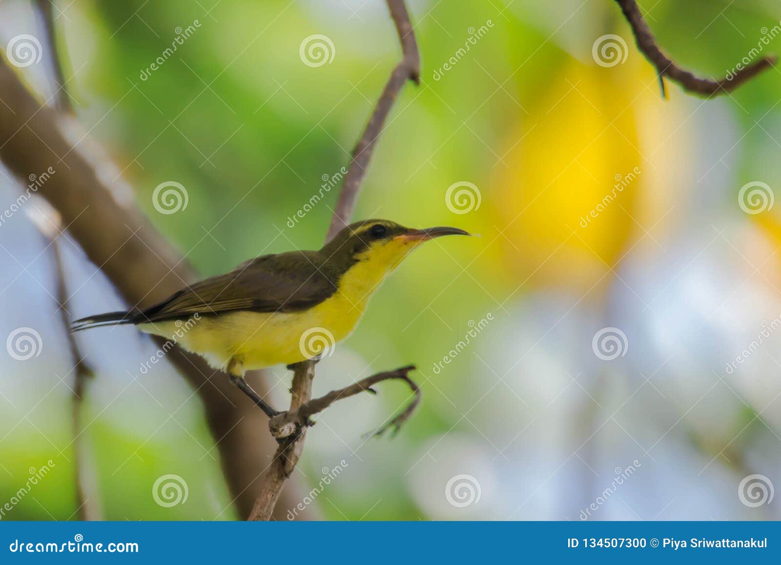 A Small Olive Bird Sits on a Branch Stock Photo - Image of beautiful ...