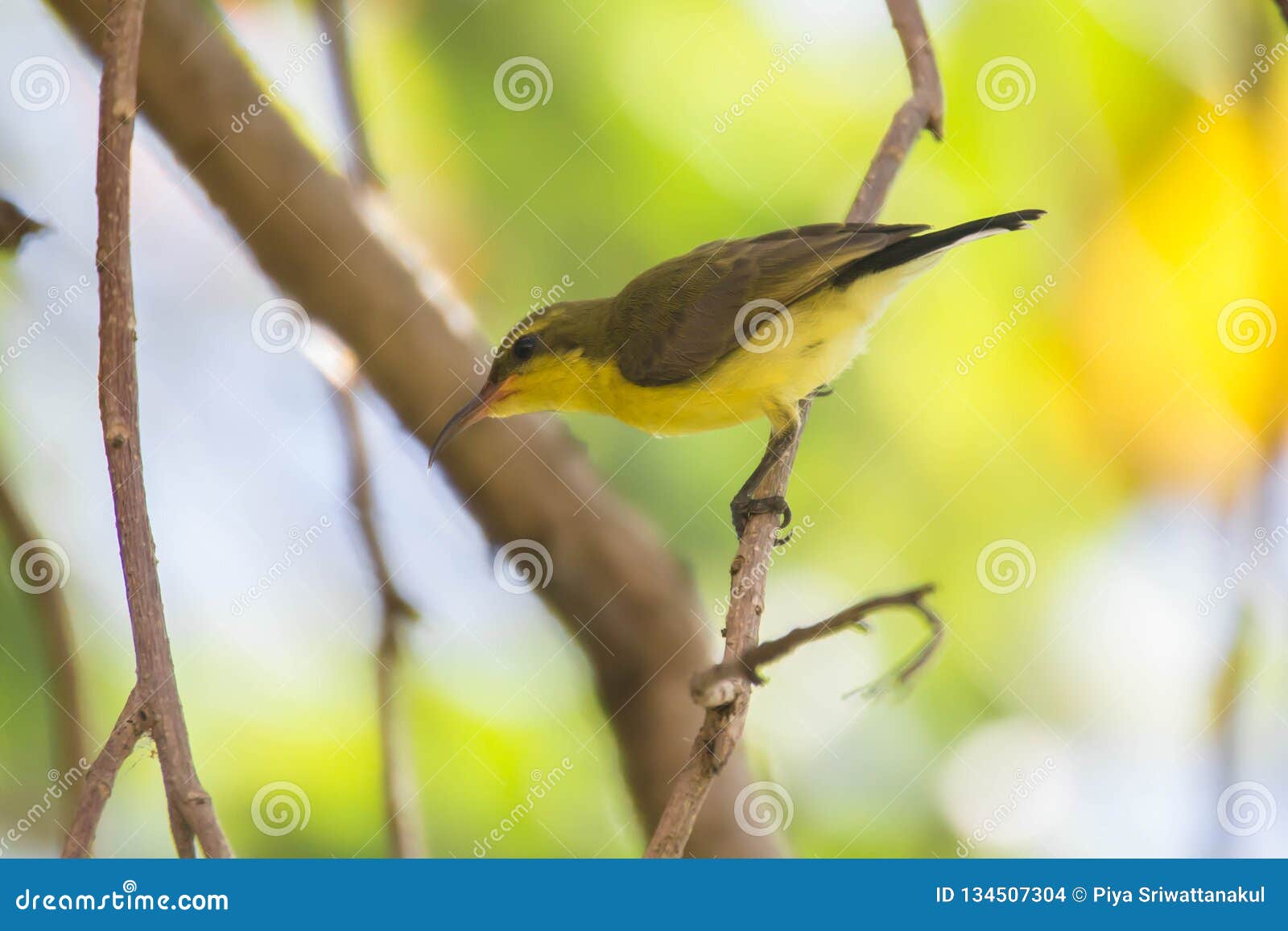 A Small Olive Bird Sits on a Branch Stock Photo - Image of leaf ...