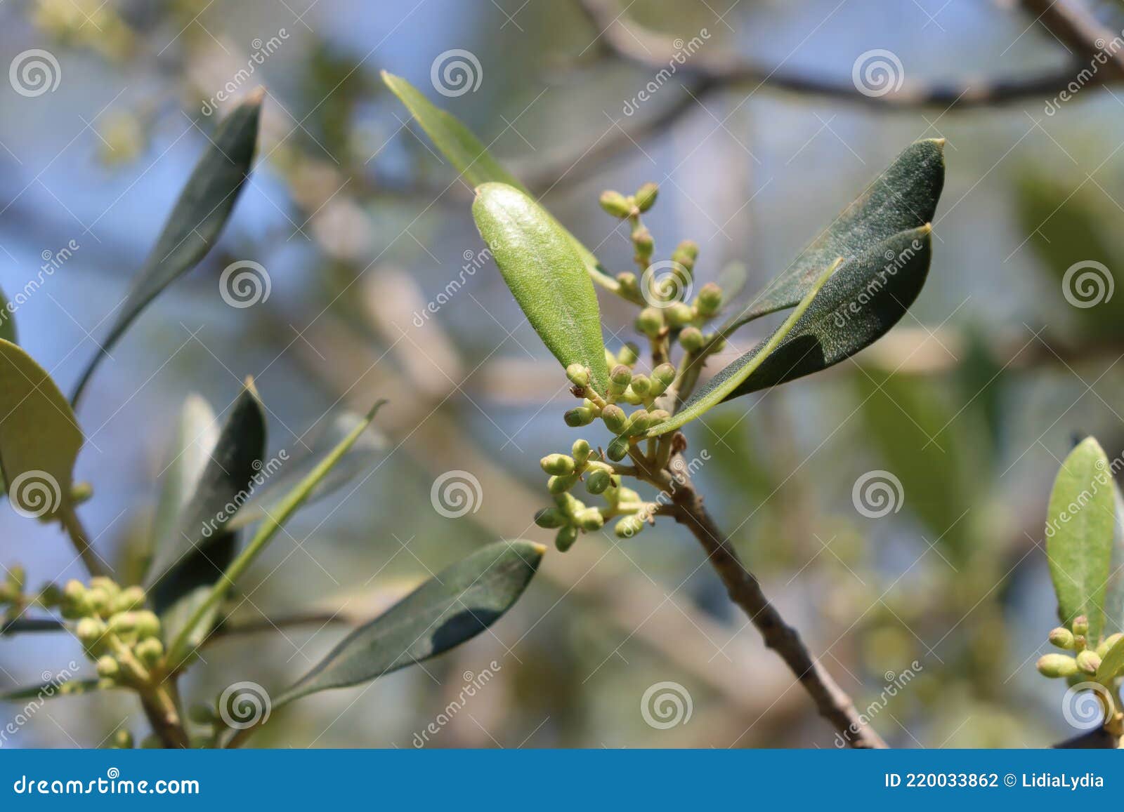 Small olives growing stock photo. Image of farming, olive - 220033862