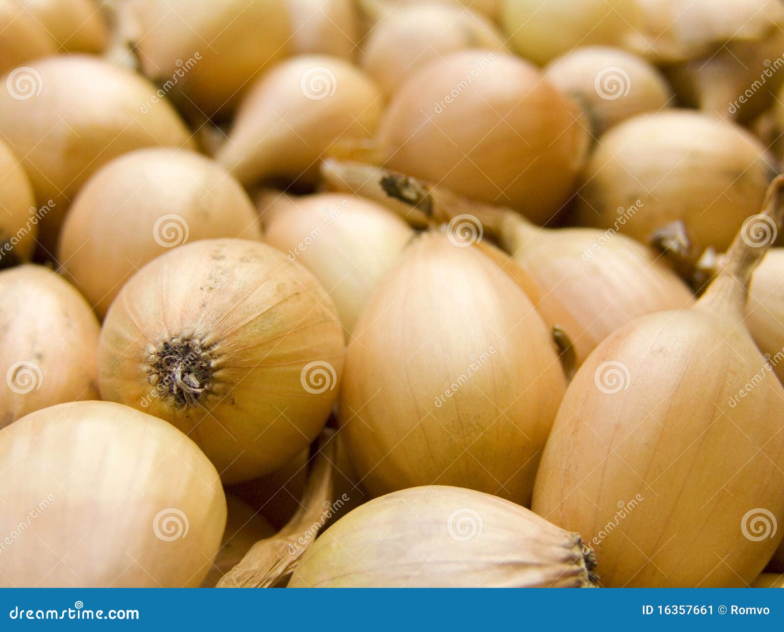 Small onions stock image. Image of close, bulb, food - 16357661
