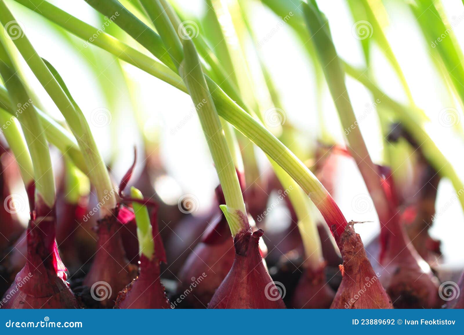 Small onions stock photo. Image of season, fresh, grow - 23889692