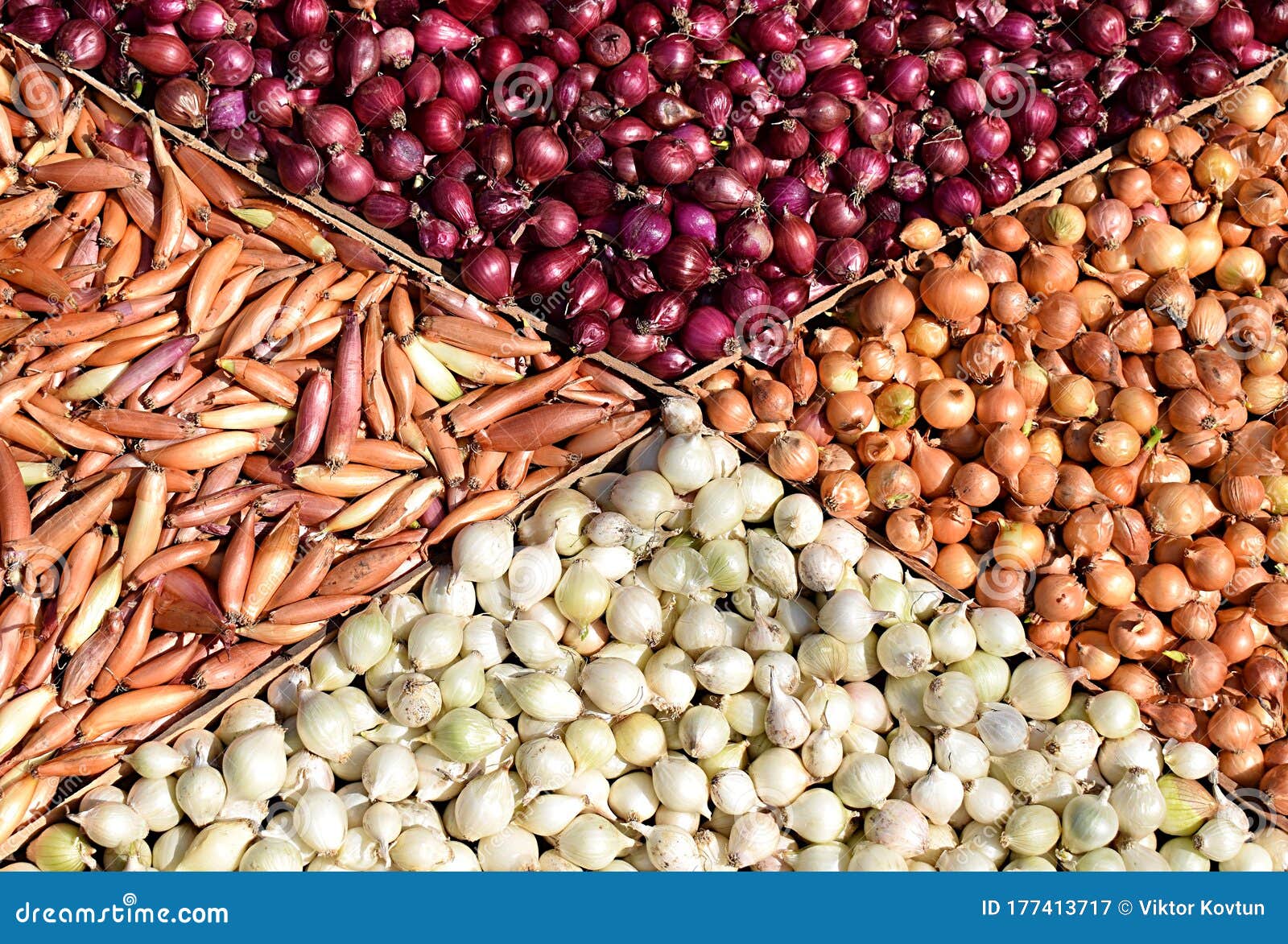 Small Onions of Four Varieties of Different Shapes and Colors Stock ...