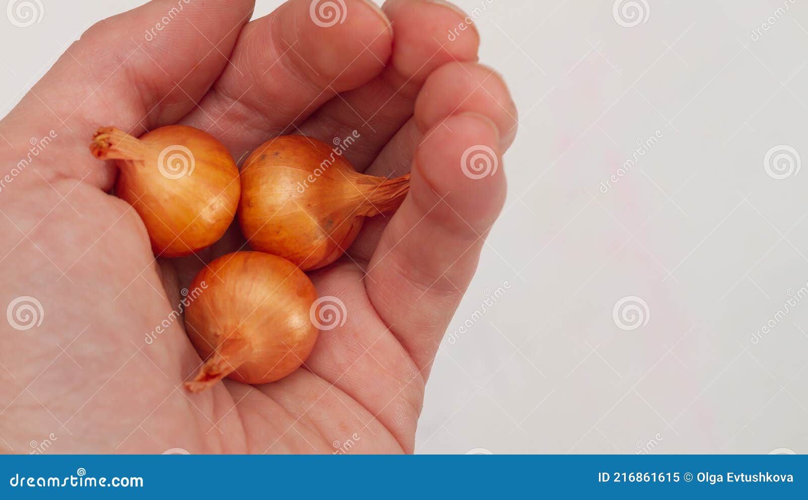 Small Onions for Growing Large Onions in the Hand of a Person Stock ...