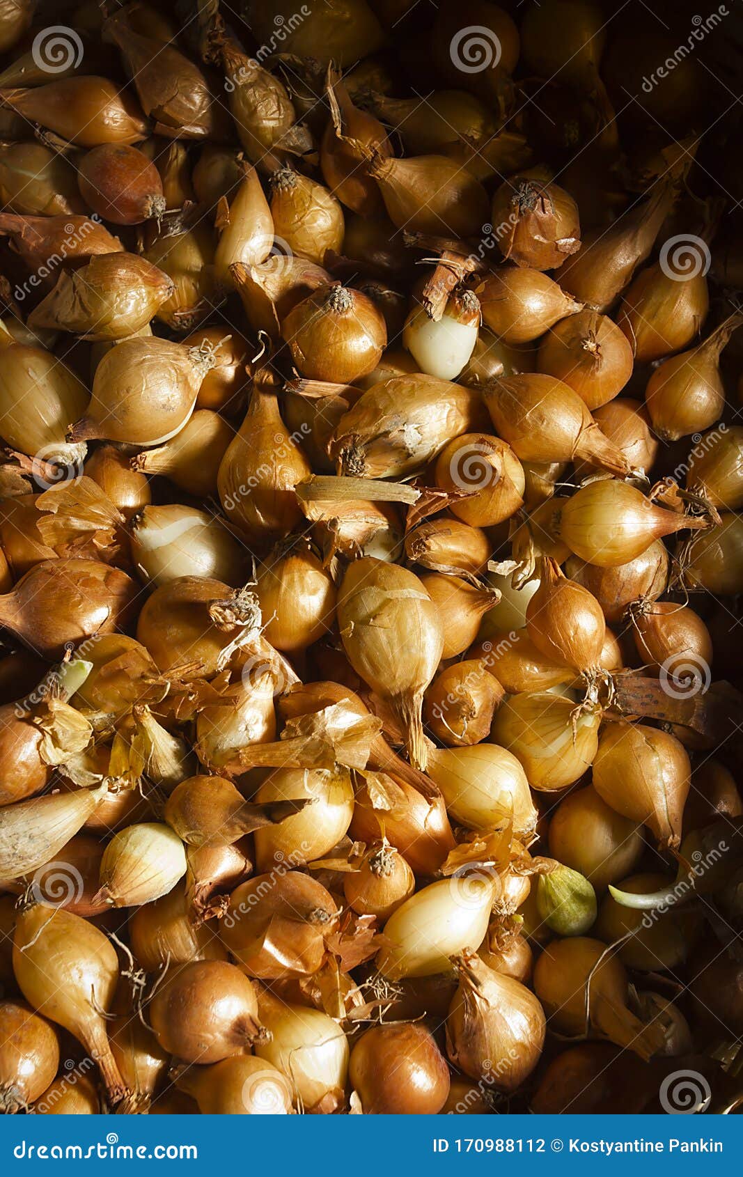 Small onions a lot stock photo. Image of natural, plant - 170988112