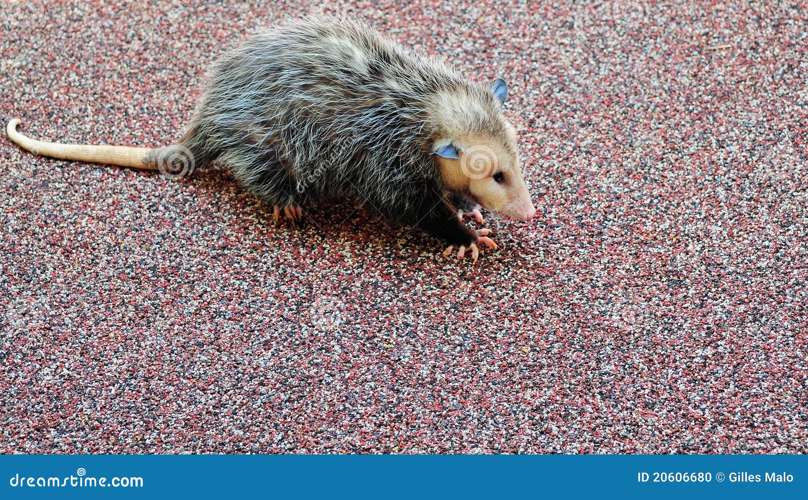 Small Opossum stock photo. Image of didelphimorphia, omnivore - 20606680