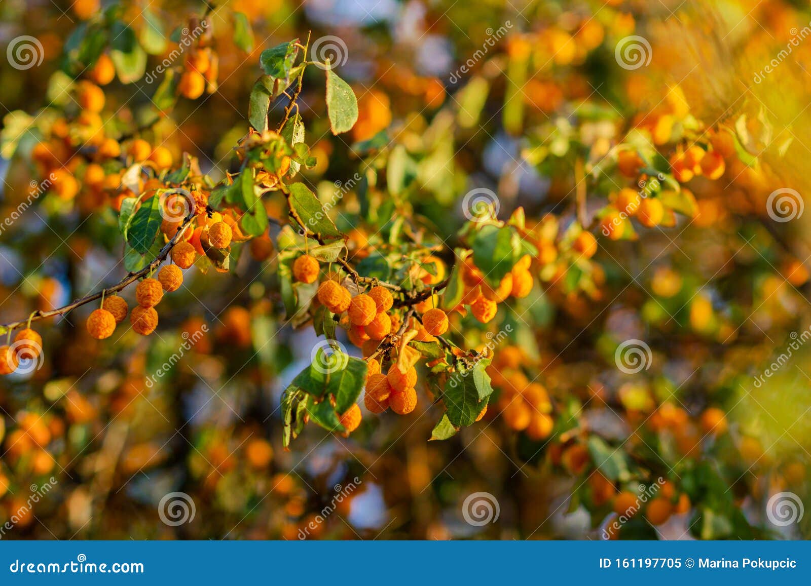 Small Orange Berries on a Tree Branches Stock Image - Image of forest ...
