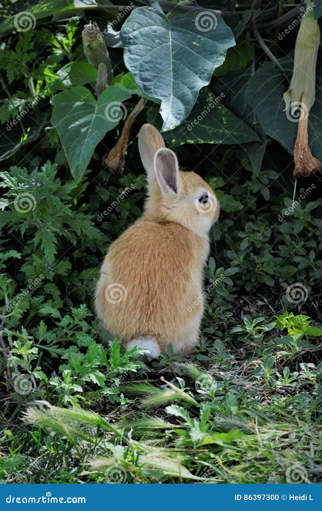 Orange Bunny. Super Cute Lop Dwarf Rabbit On Isolated White Background ...