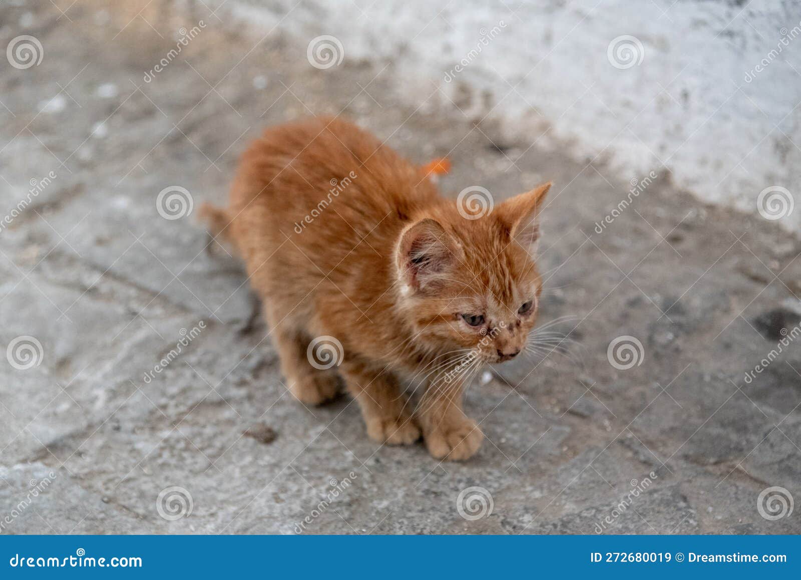 Small Orange Cat First Steps Stock Image - Image of small, wildlife ...