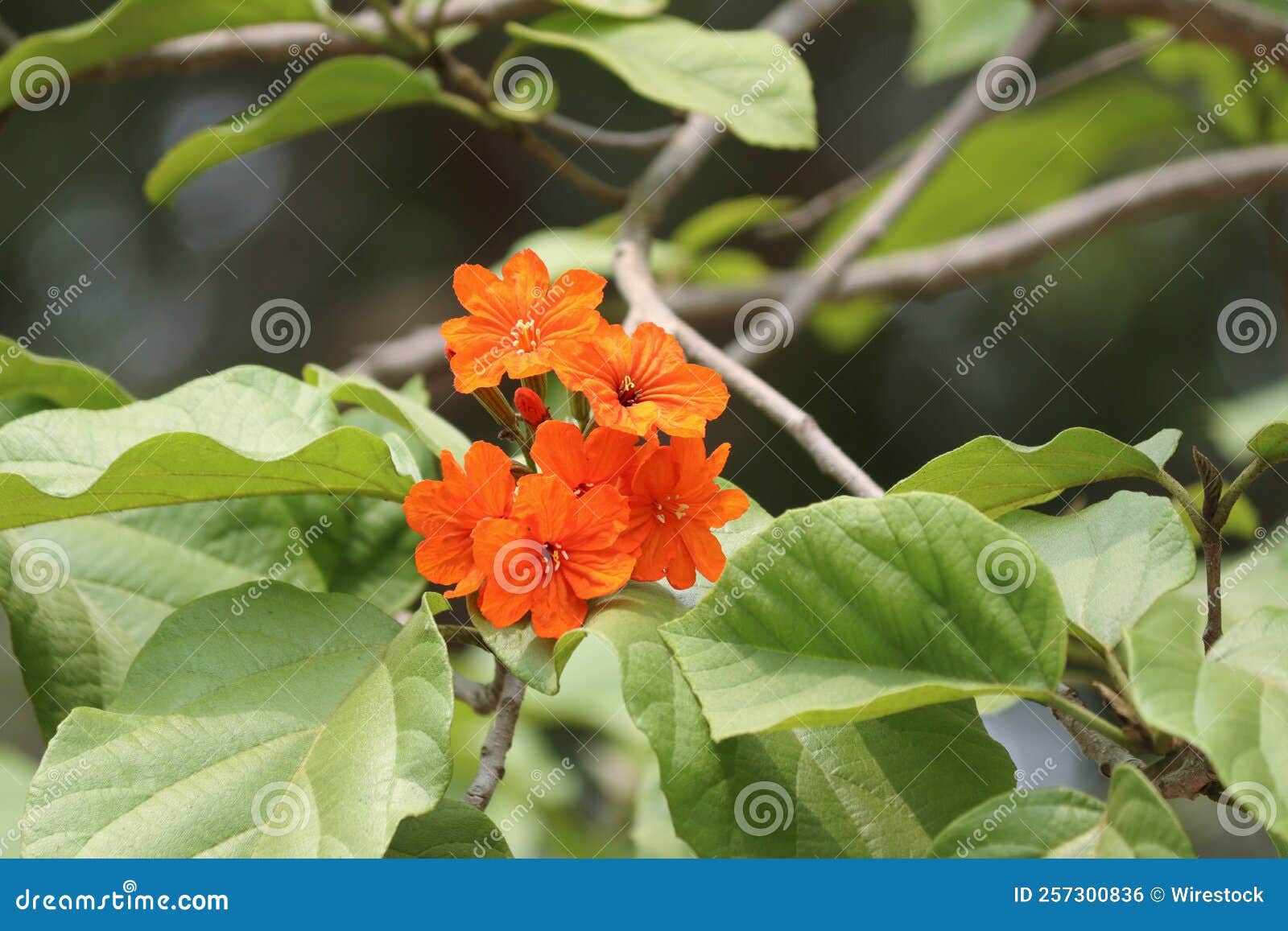 Small orange color flowers stock photo. Image of flower - 257300836