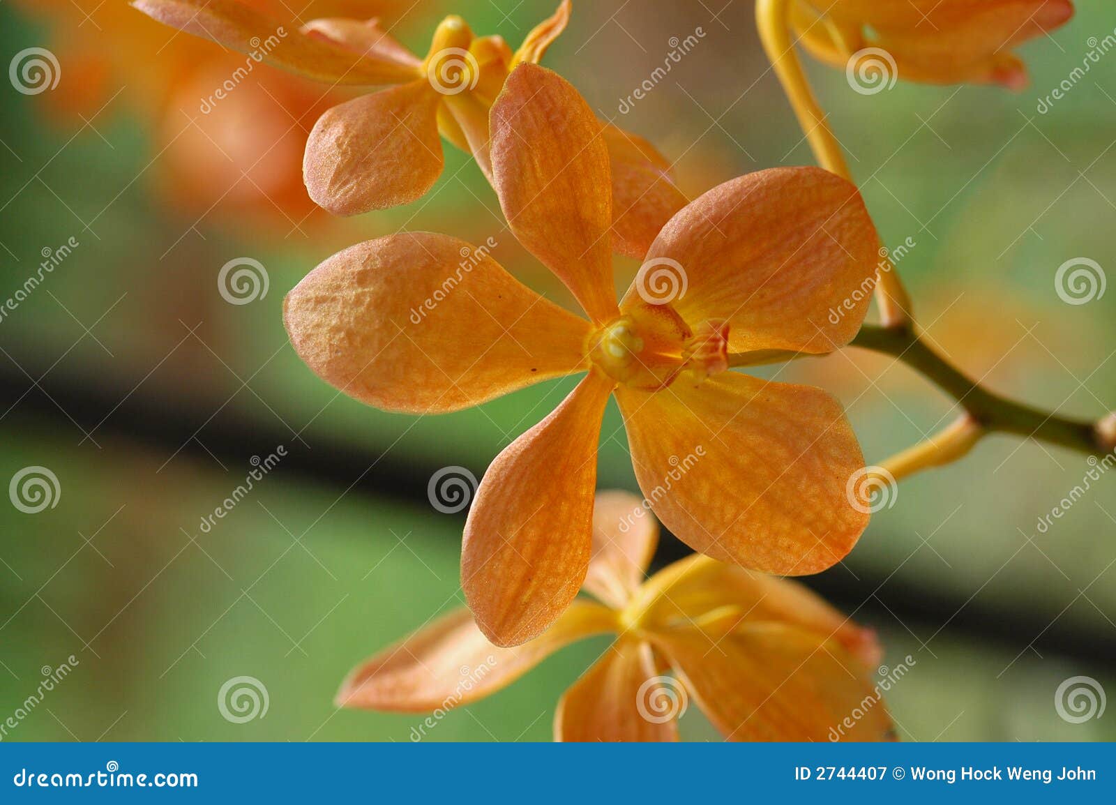 Small orange color orchid stock image. Image of flourish - 2744407