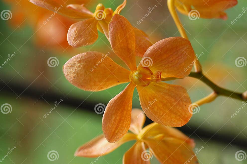 Small orange color orchid stock image. Image of flourish - 2744407