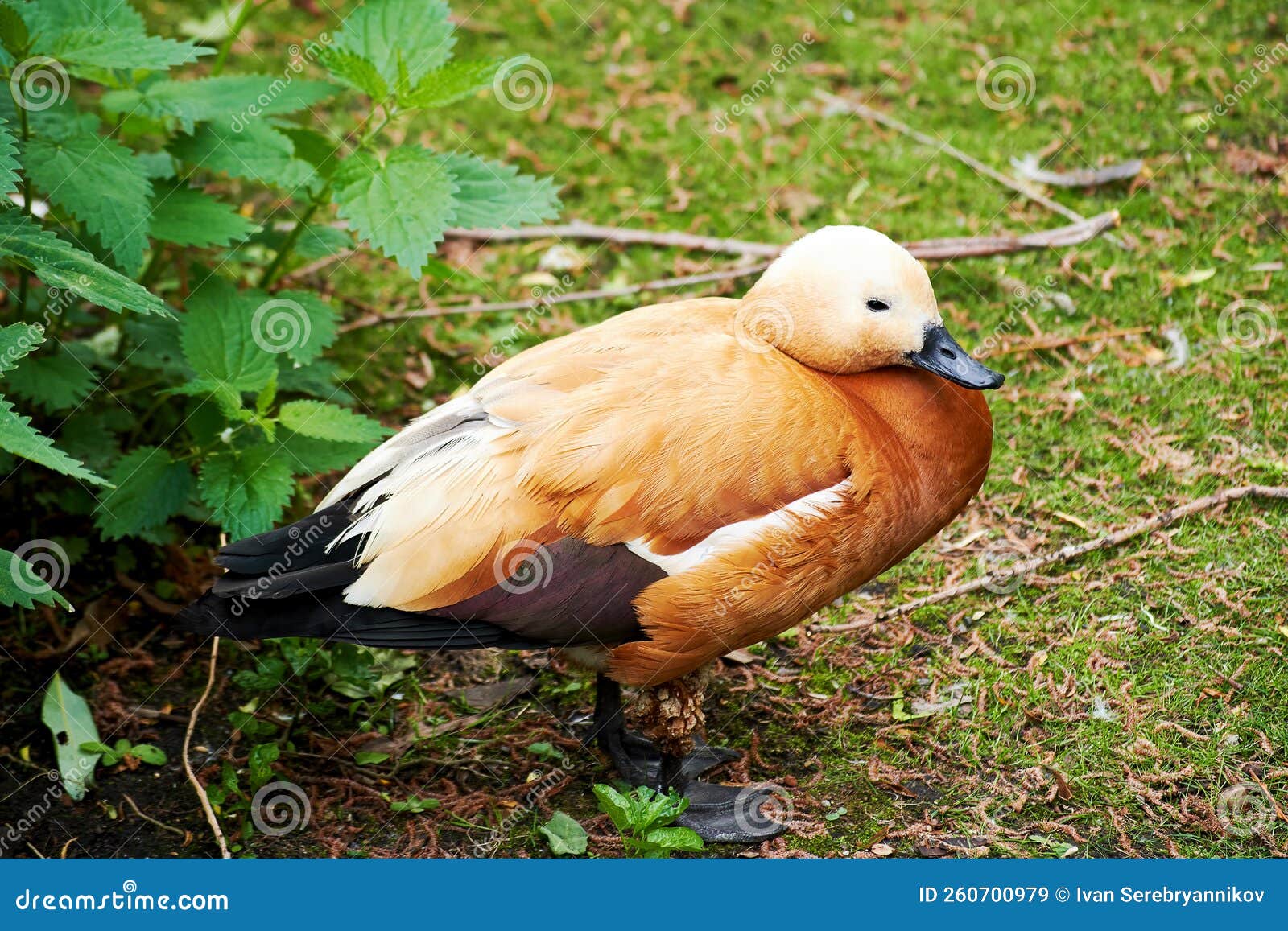 Small Orange Duck Relaxing on the Lawn Stock Image - Image of green ...