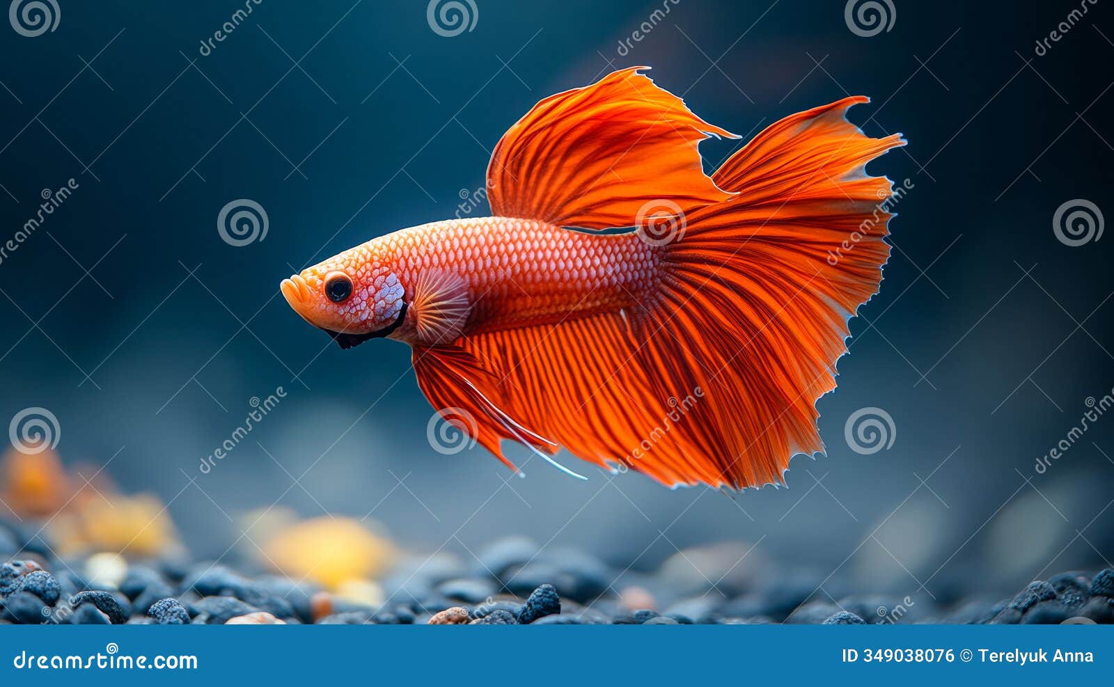 A Small Orange Fish Swimming in a Tank Stock Photo - Image of goldfish ...