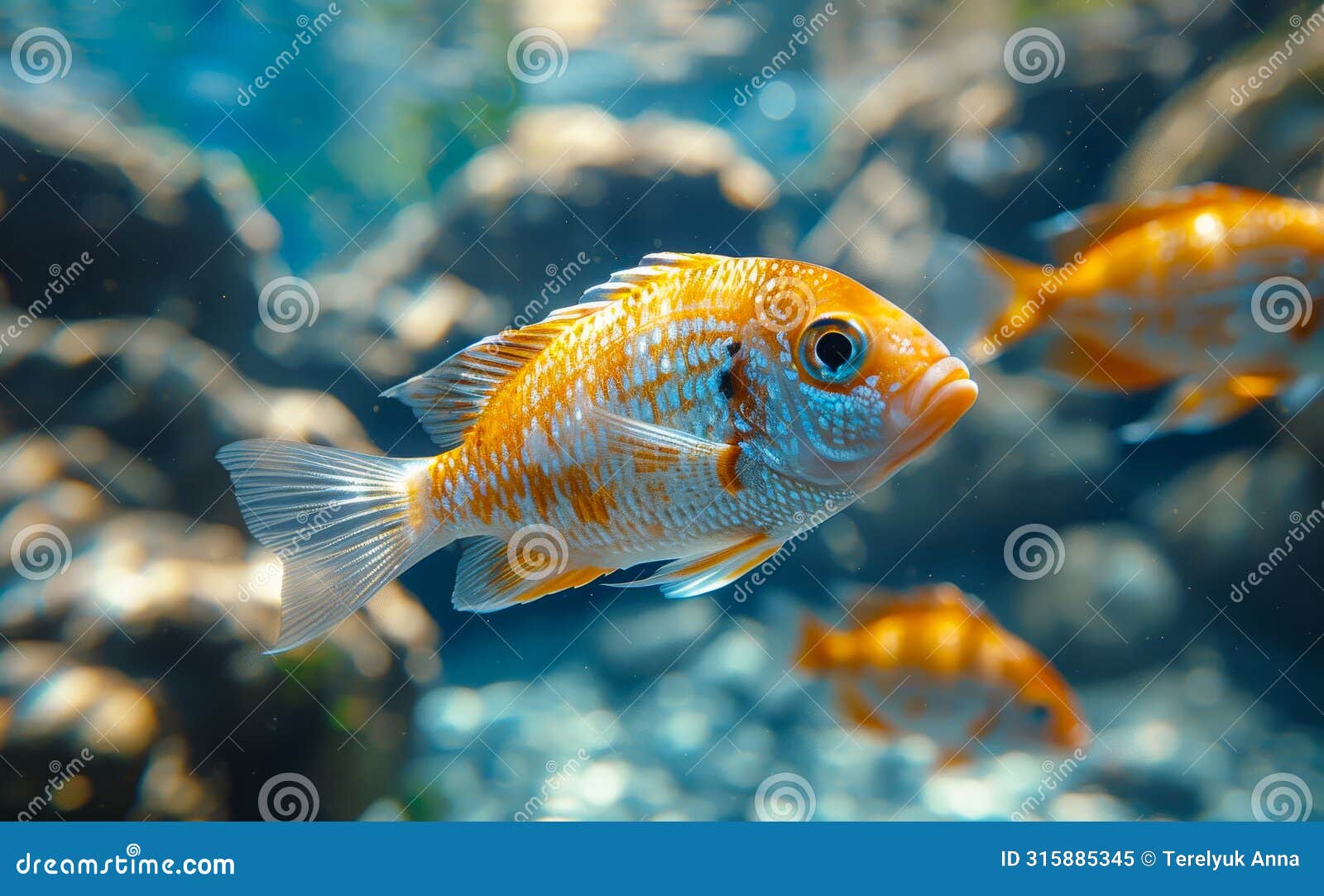 Small Orange Fish Swims in Aquarium Stock Image - Image of decorative ...