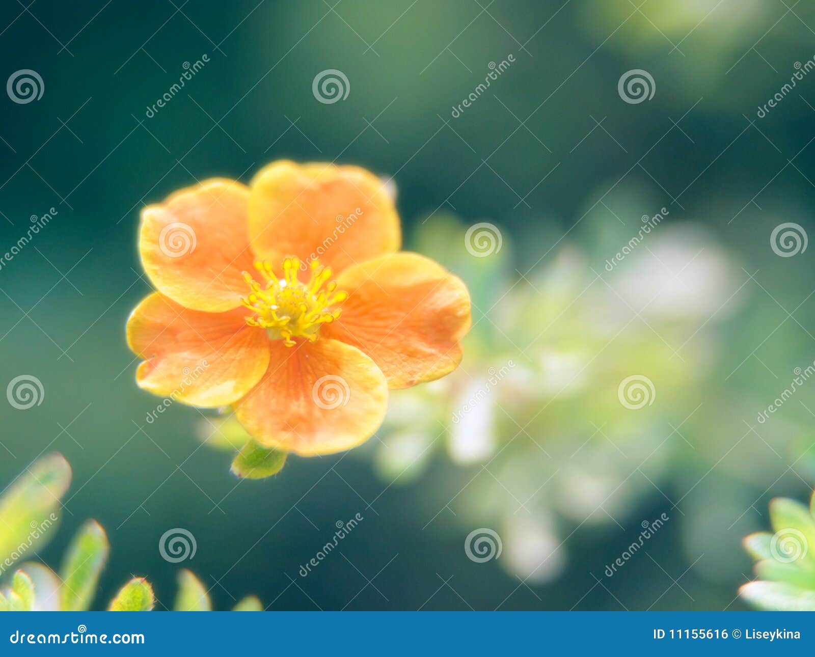 Small orange flower stock photo. Image of flora, copy - 11155616