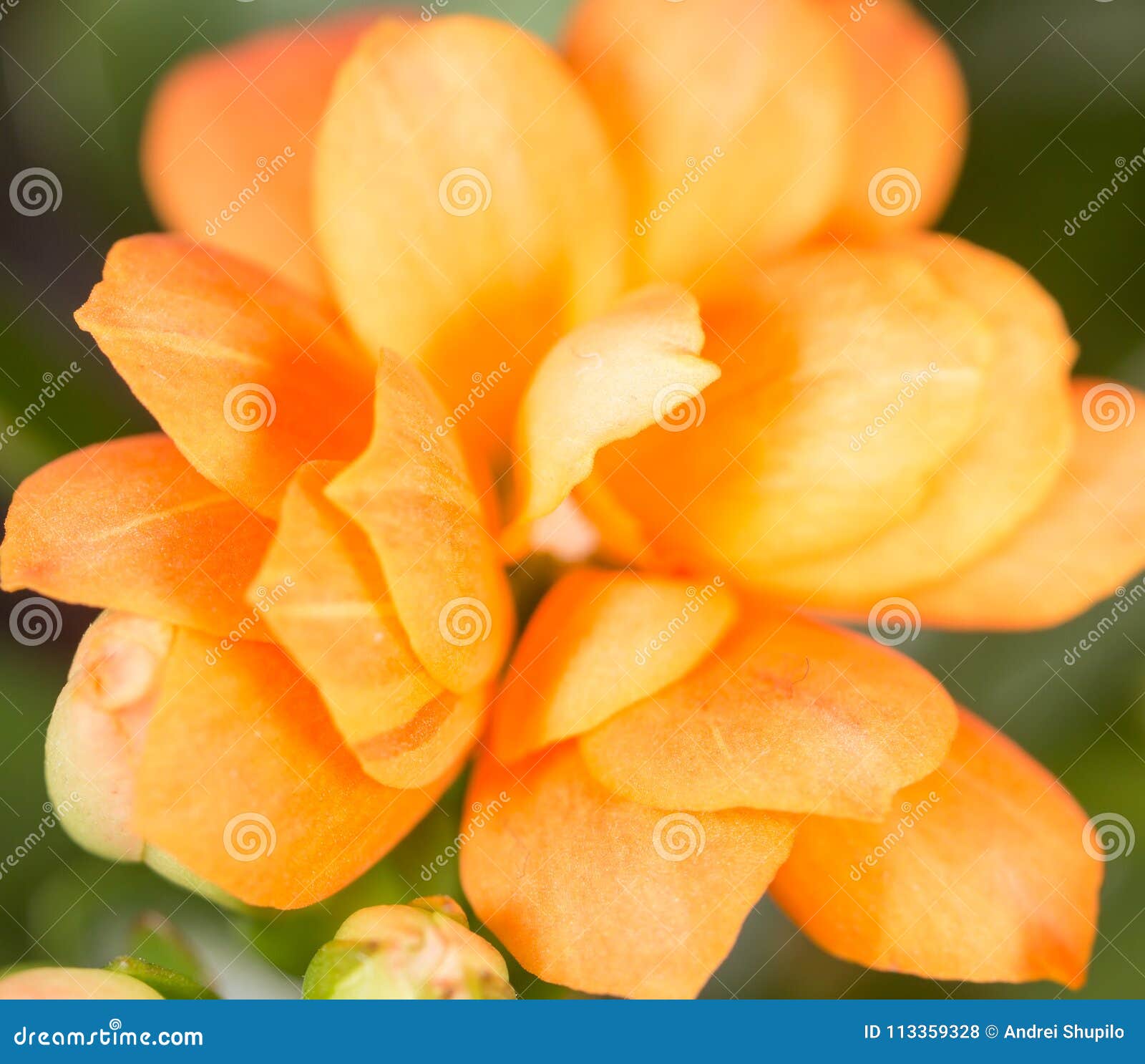 A Small Orange Flower As a Background Stock Photo - Image of outdoor ...