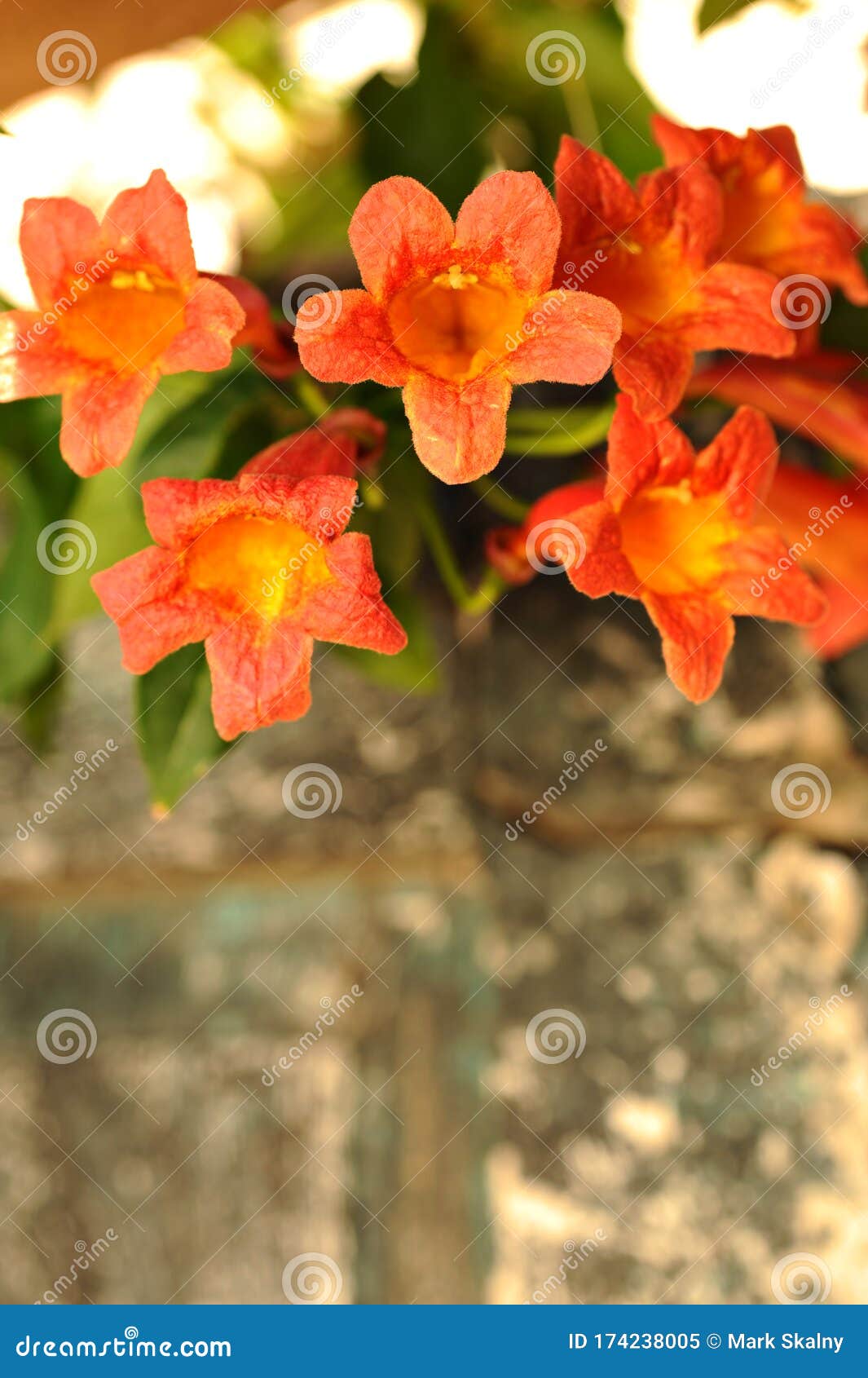 Small Orange Flowers stock image. Image of landscape - 174238005