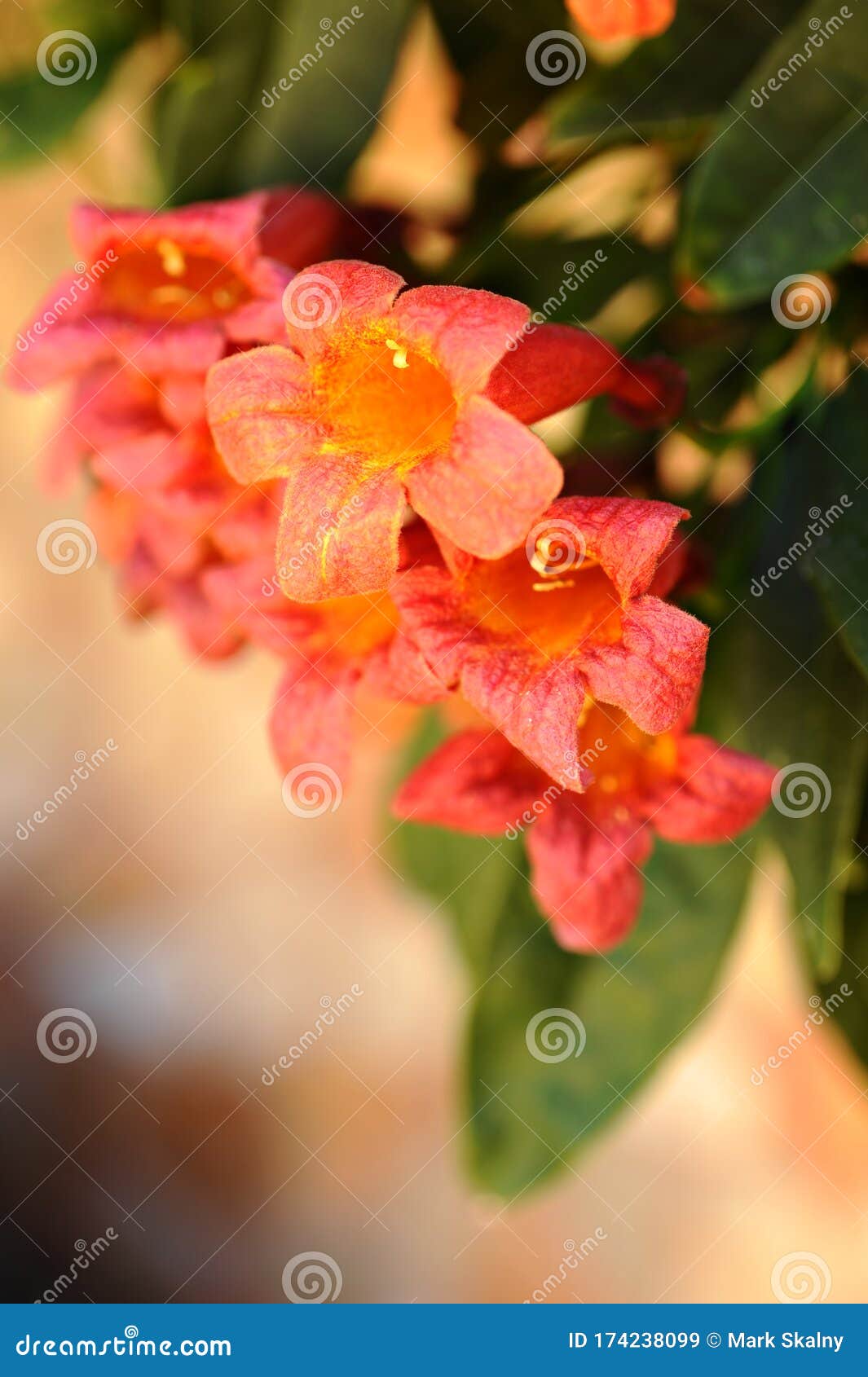 Small Orange Flowers stock image. Image of little, leaf - 174238099